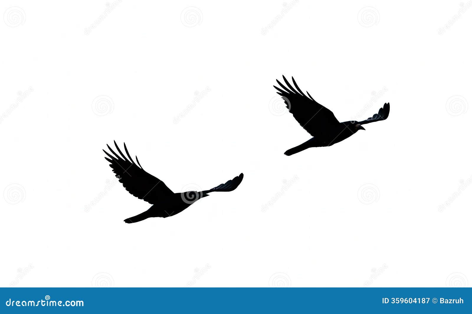 Black Crows in Flight Isolated on White Background Stock Illustration ...