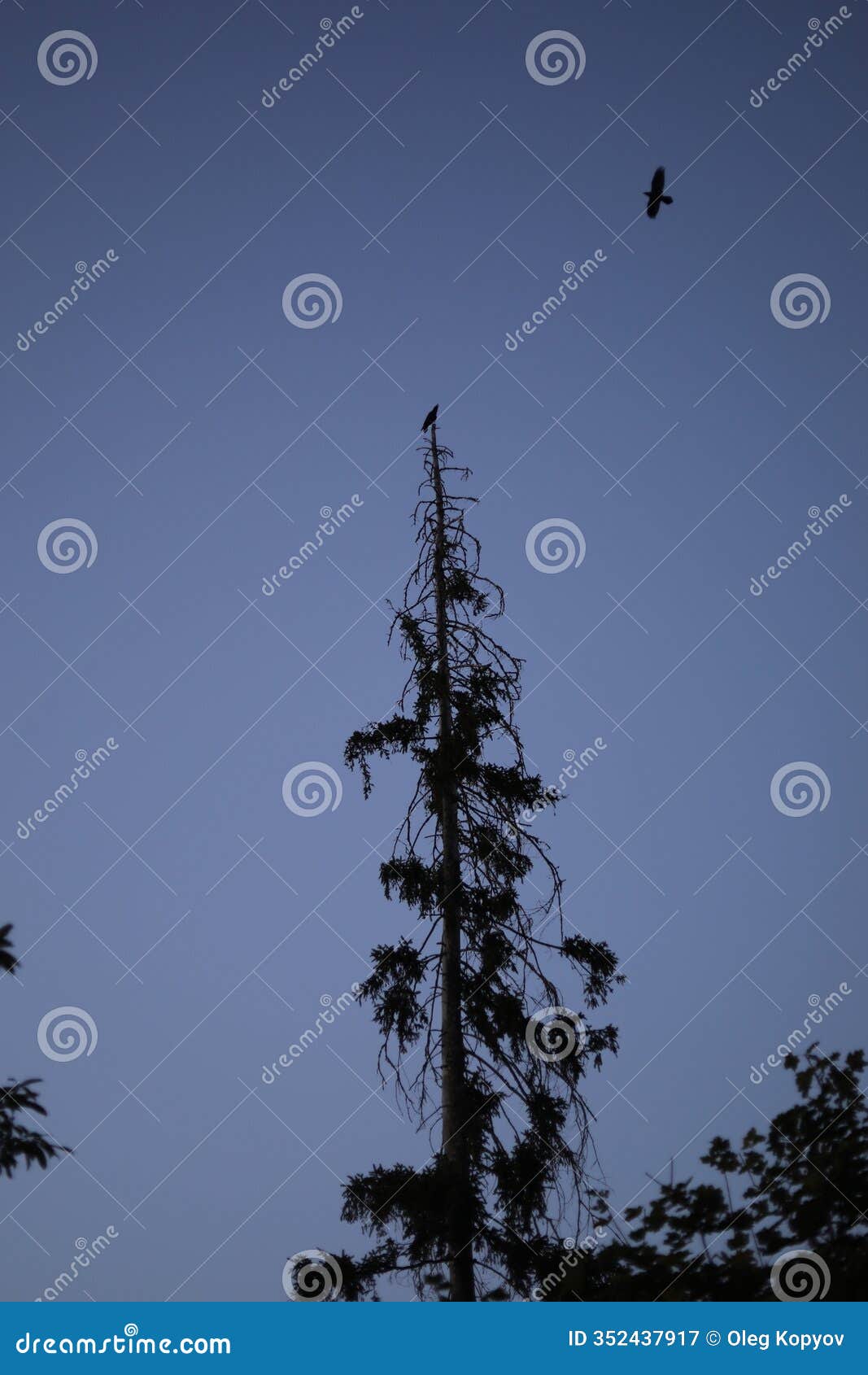 Black Crows Flying in the Evening Sky. a Bird in the Sky Stock Image ...