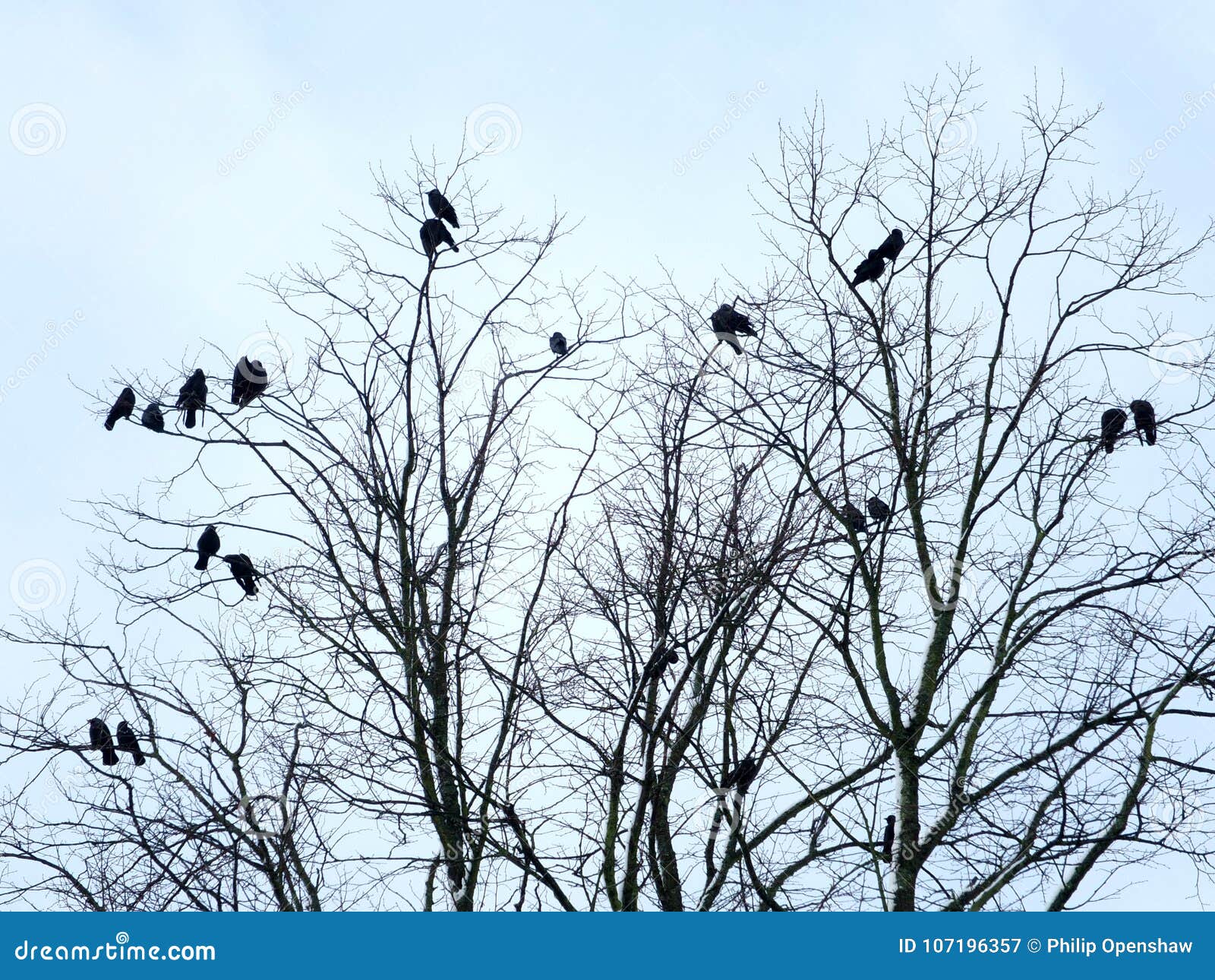 Black Crows Perched in the Branches or a Bare Winter Tree Stock Image ...