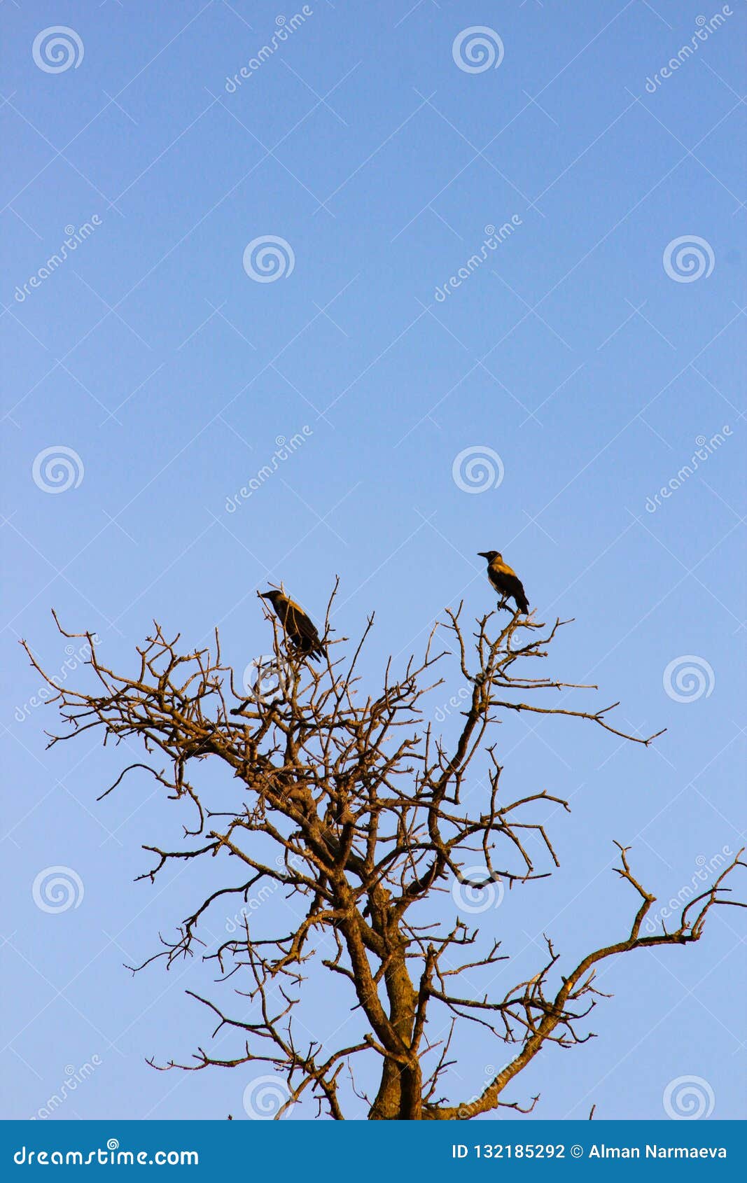Black Crows Sit on the Branches of a Tree. Gloomy Background. Storm ...