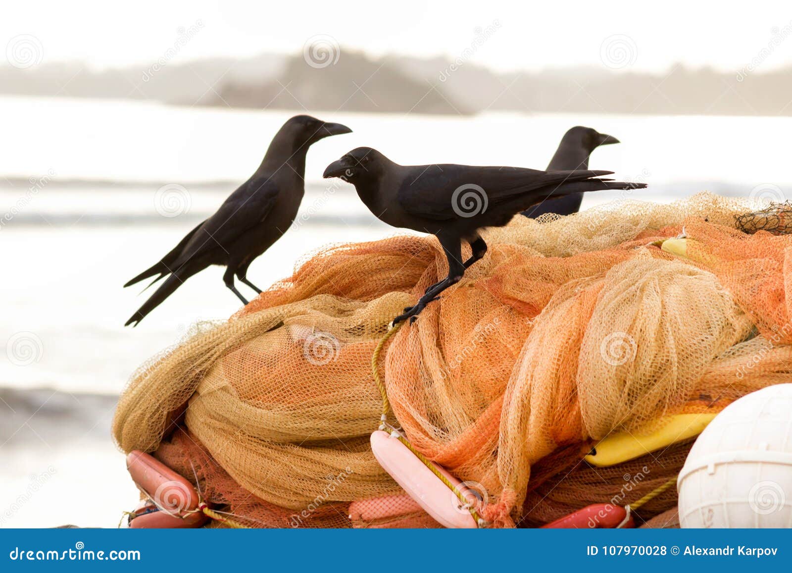 Black Crows Sit on Orange Fishing Nets Stock Photo - Image of creature ...