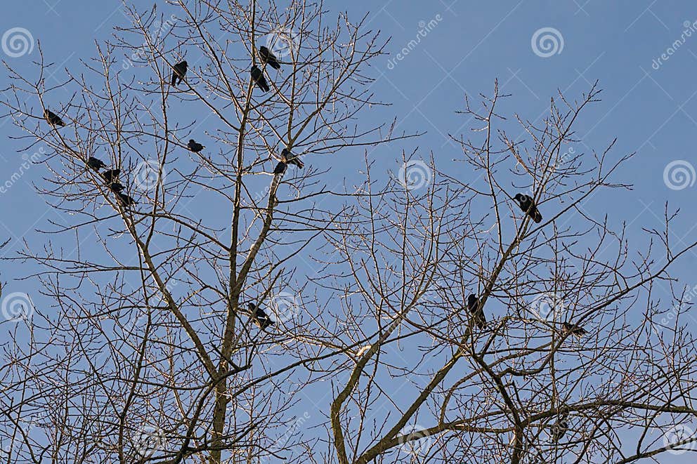 Black Crows Sitting in the Branches of a Bare Tree - Corvus Stock Image ...