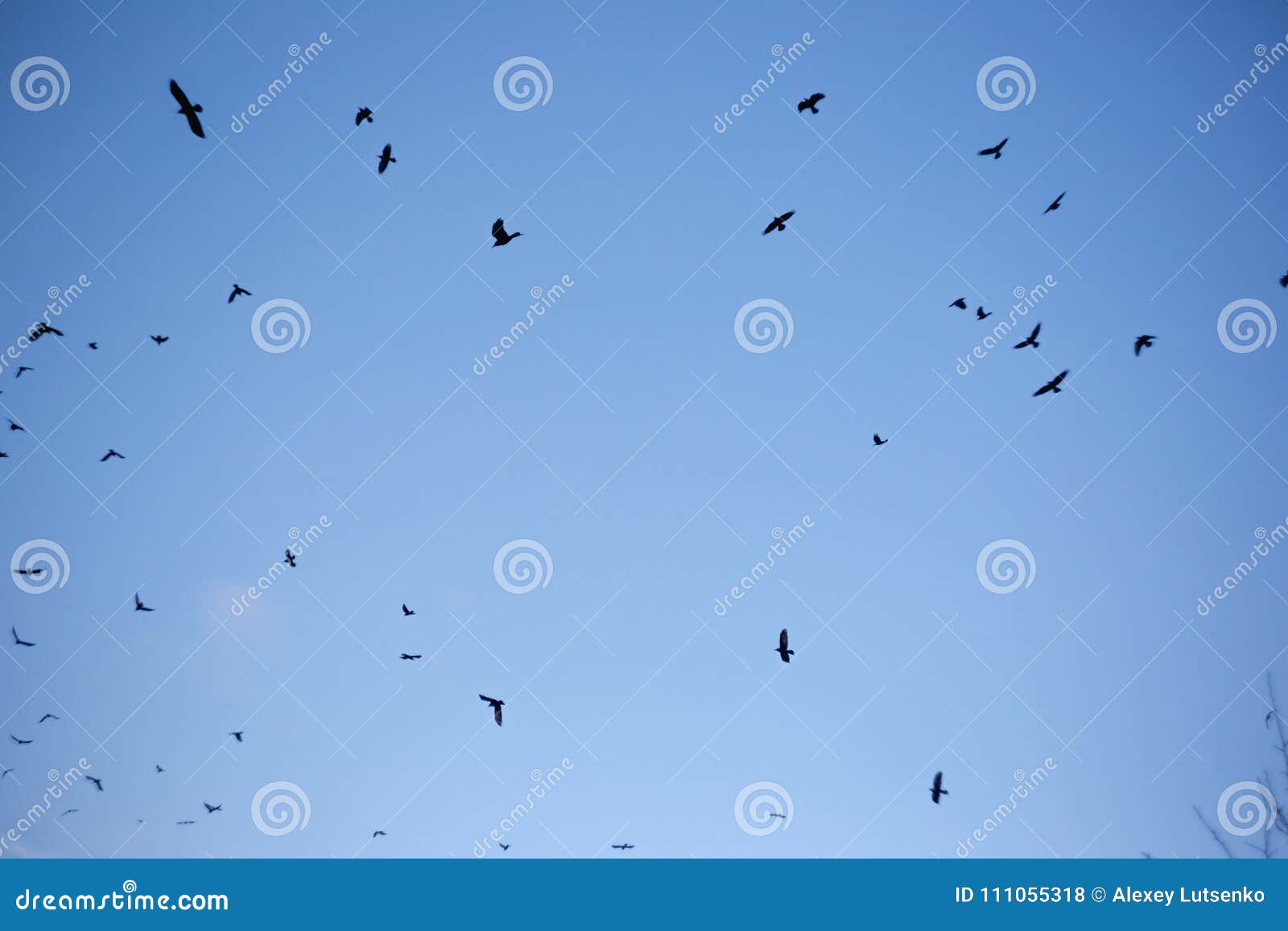 Black crows in the sky stock photo. Image of ravens - 111055318