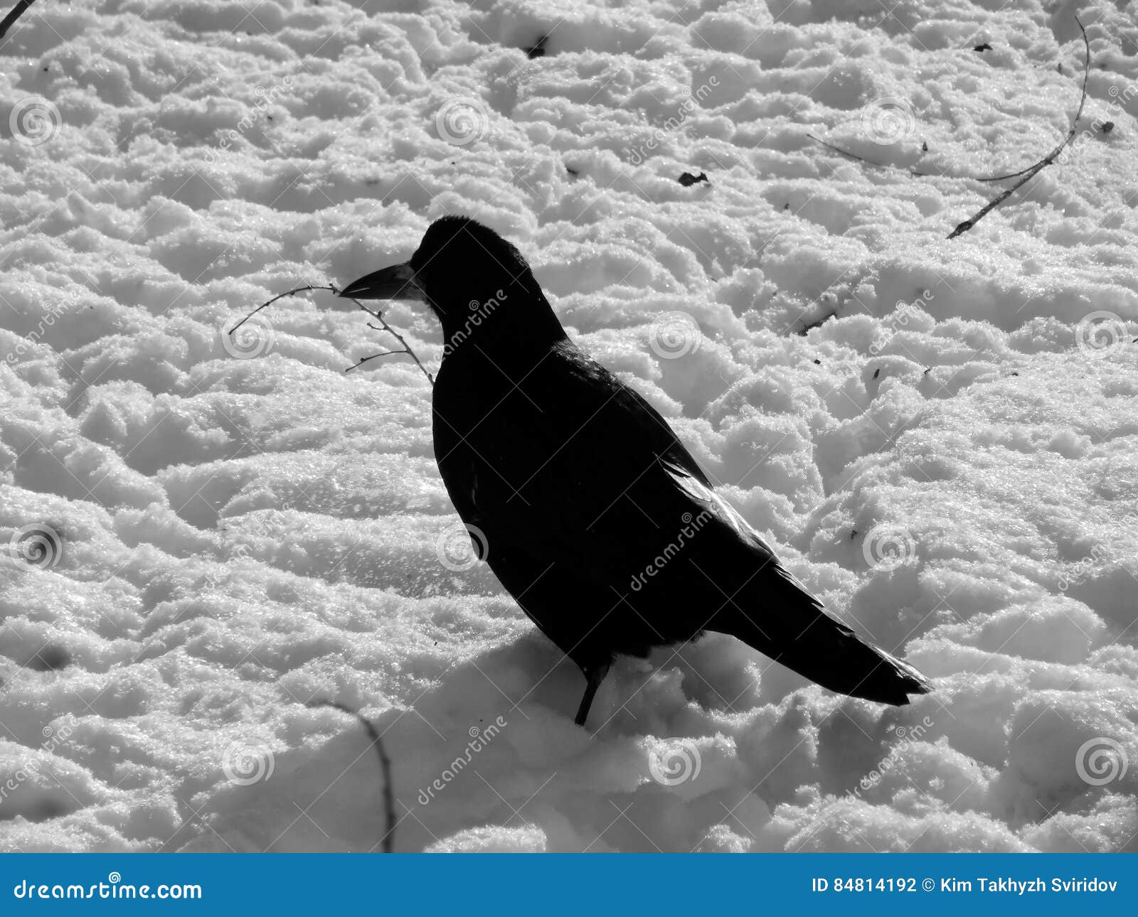 Black Crows in the Snow on a Black and White Image Stock Photo - Image ...