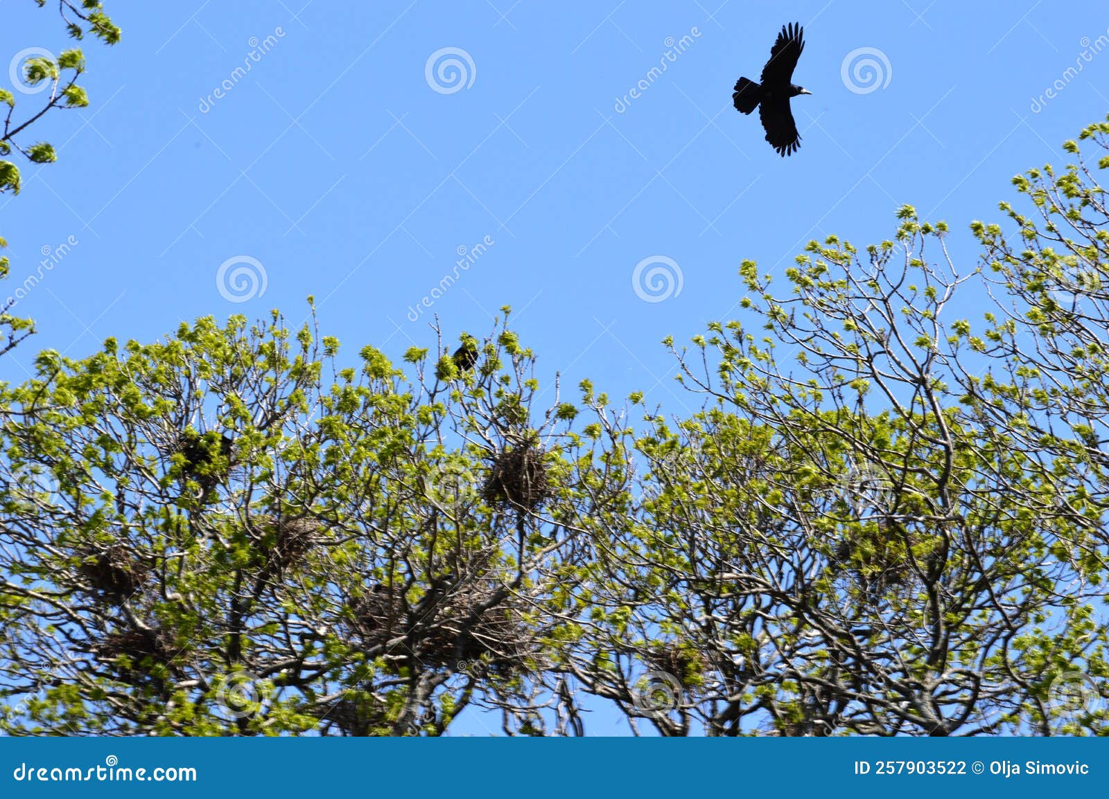 Crows and Their Nests in Trees Stock Photo - Image of leafs, black ...