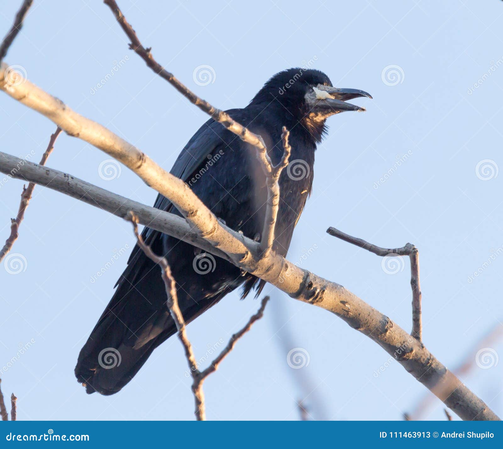 Black crows on a tree stock image. Image of shiny, field - 111463913