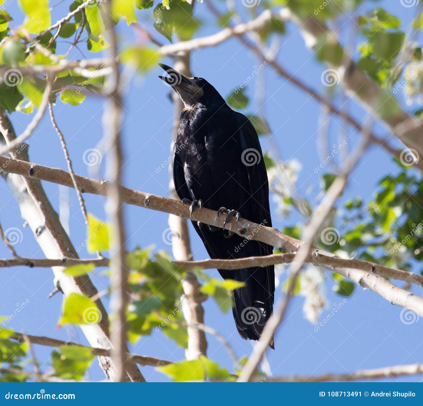 Black Crows on a Tree in Nature Stock Image - Image of wildlife ...