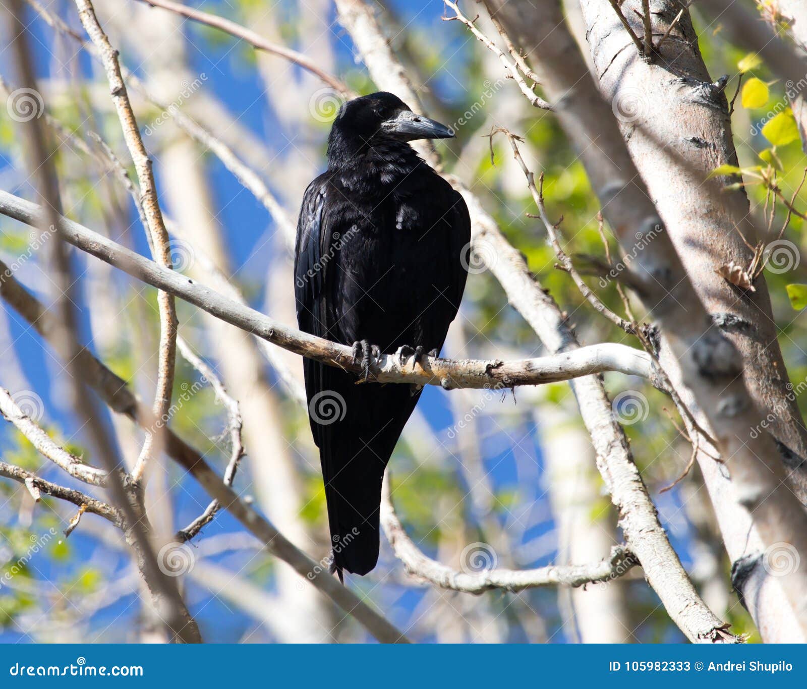 Black Crows on a Tree in Nature Stock Image - Image of green, nature ...
