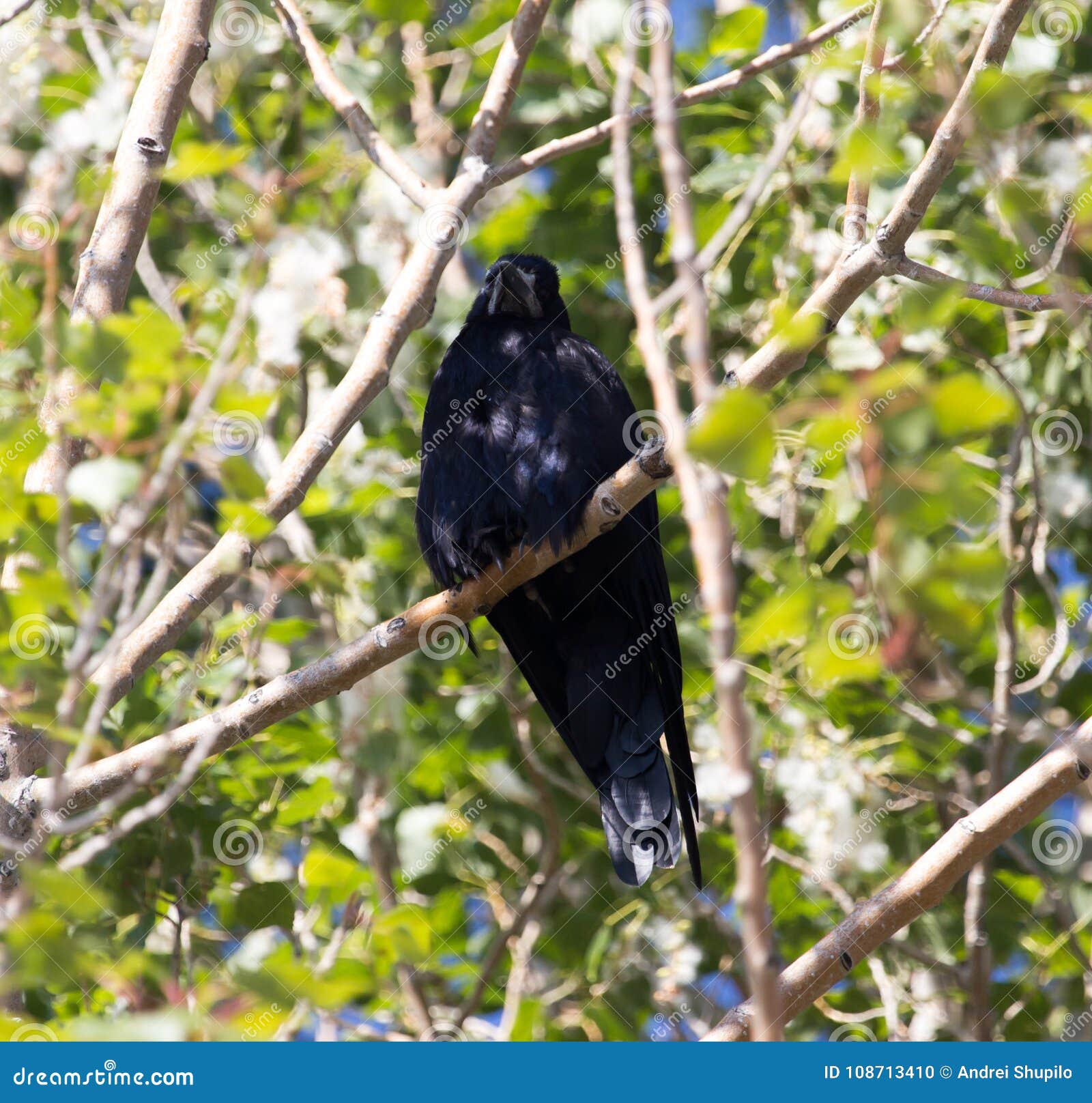 Black Crows on a Tree in Nature Stock Photo - Image of standing, wild ...