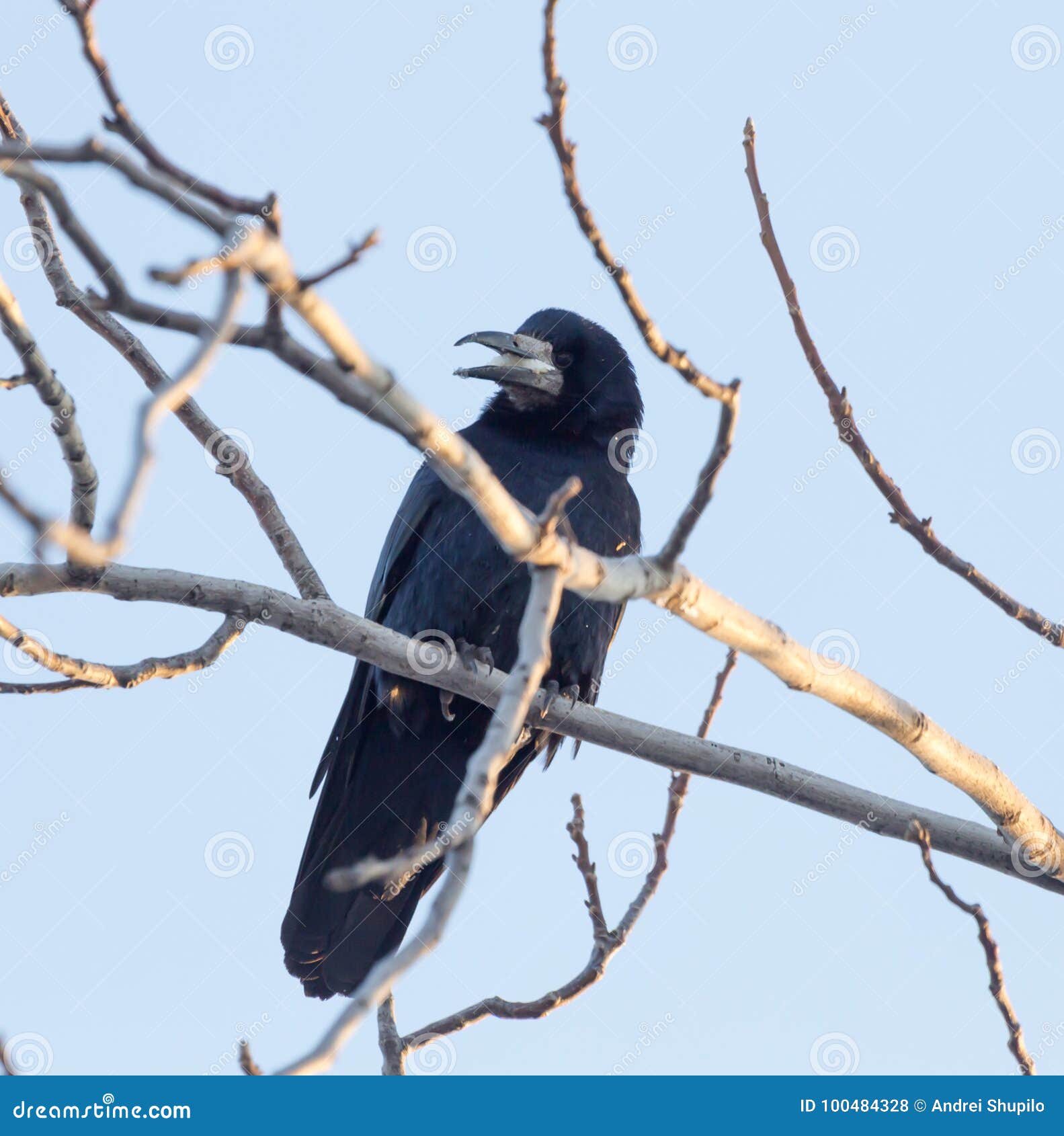 Black crows on a tree stock photo. Image of creature - 100484328