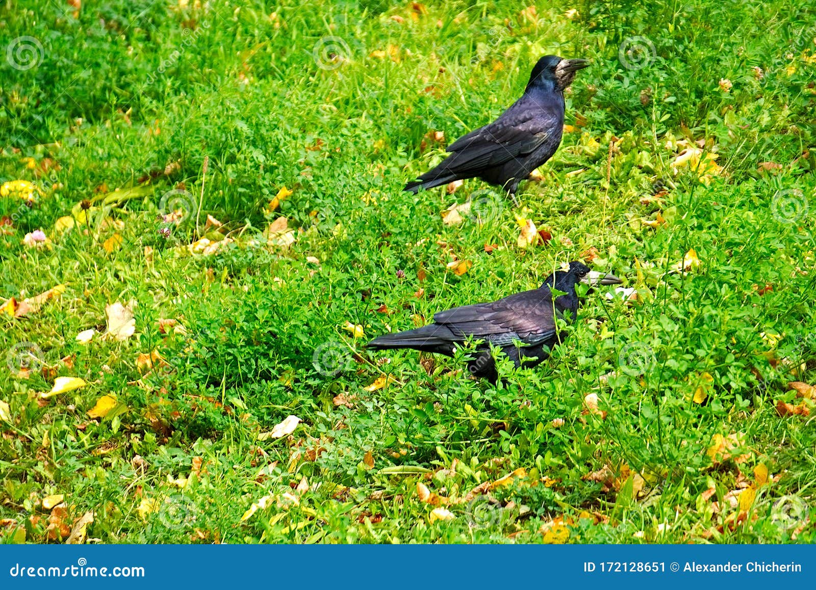 Black Crows Walk on the Ground on a Spring Day. Stock Image - Image of ...
