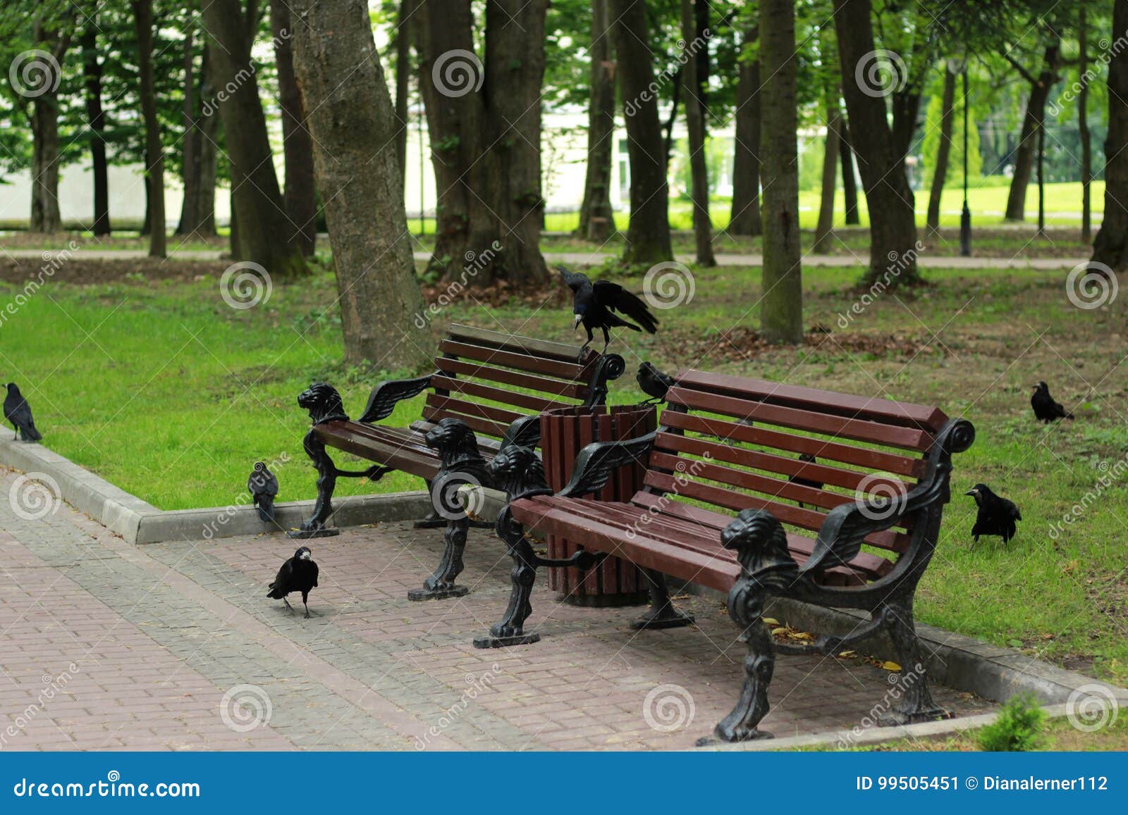 Black Crows are Walking Around the Bench Stock Image - Image of grass ...