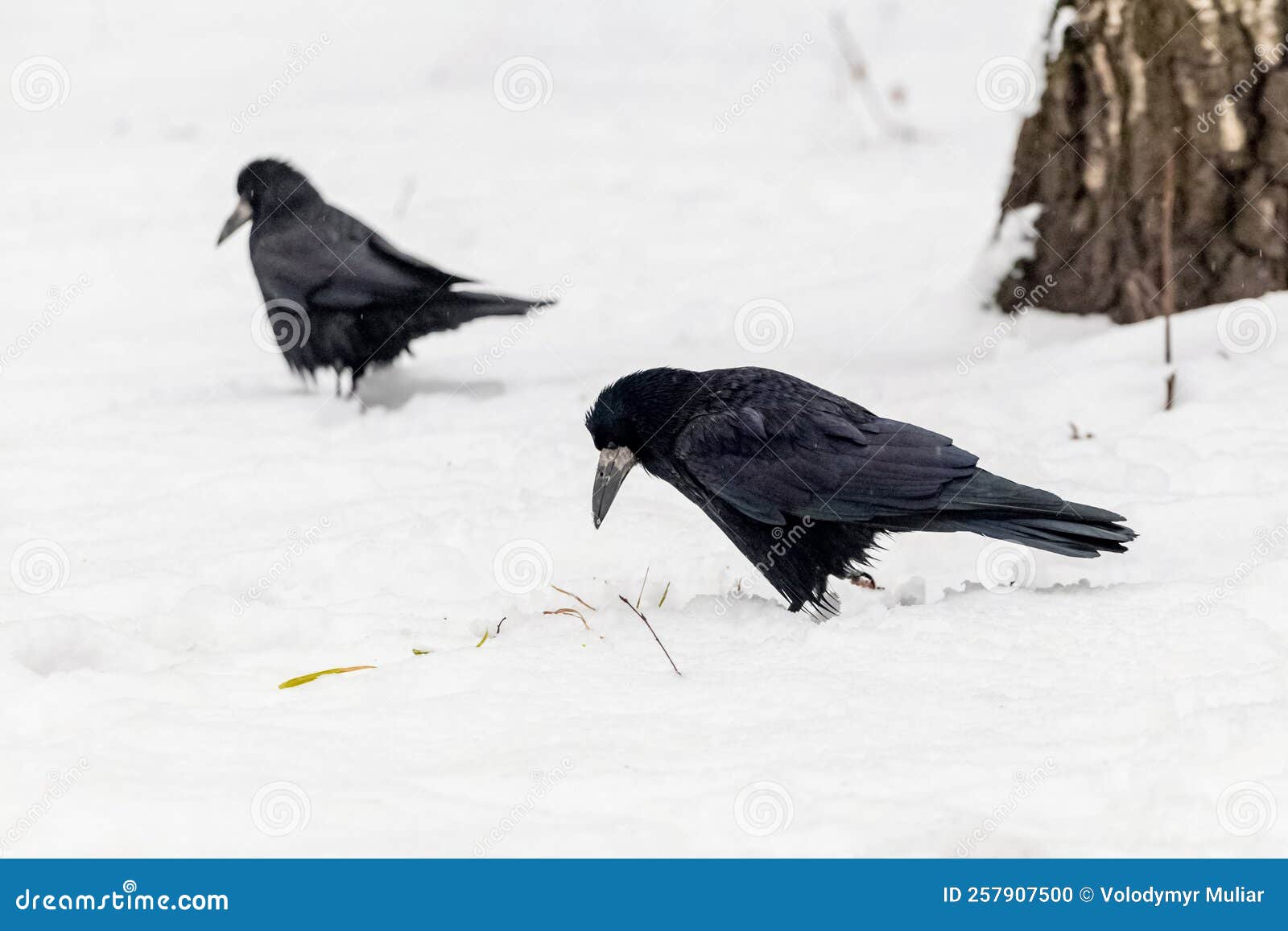 Black Crows in the Winter Park on the Snow Stock Photo - Image of bird ...