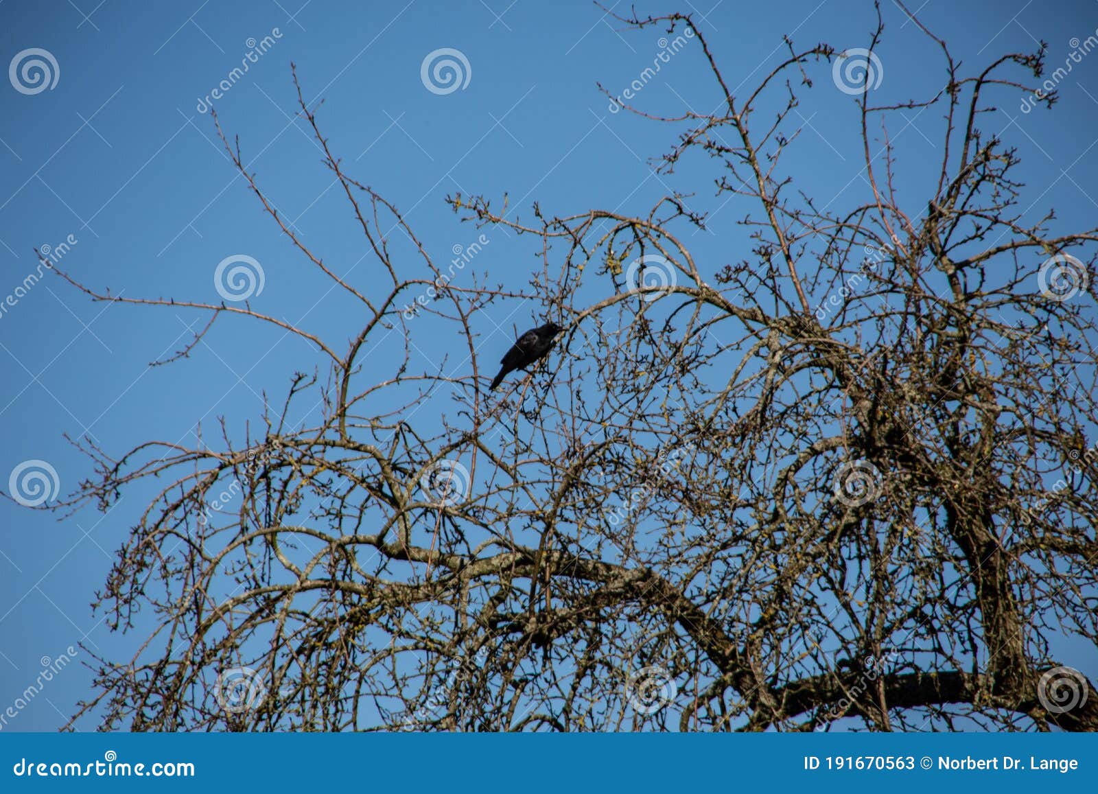 Black crows on wintry tree stock image. Image of view - 191670563