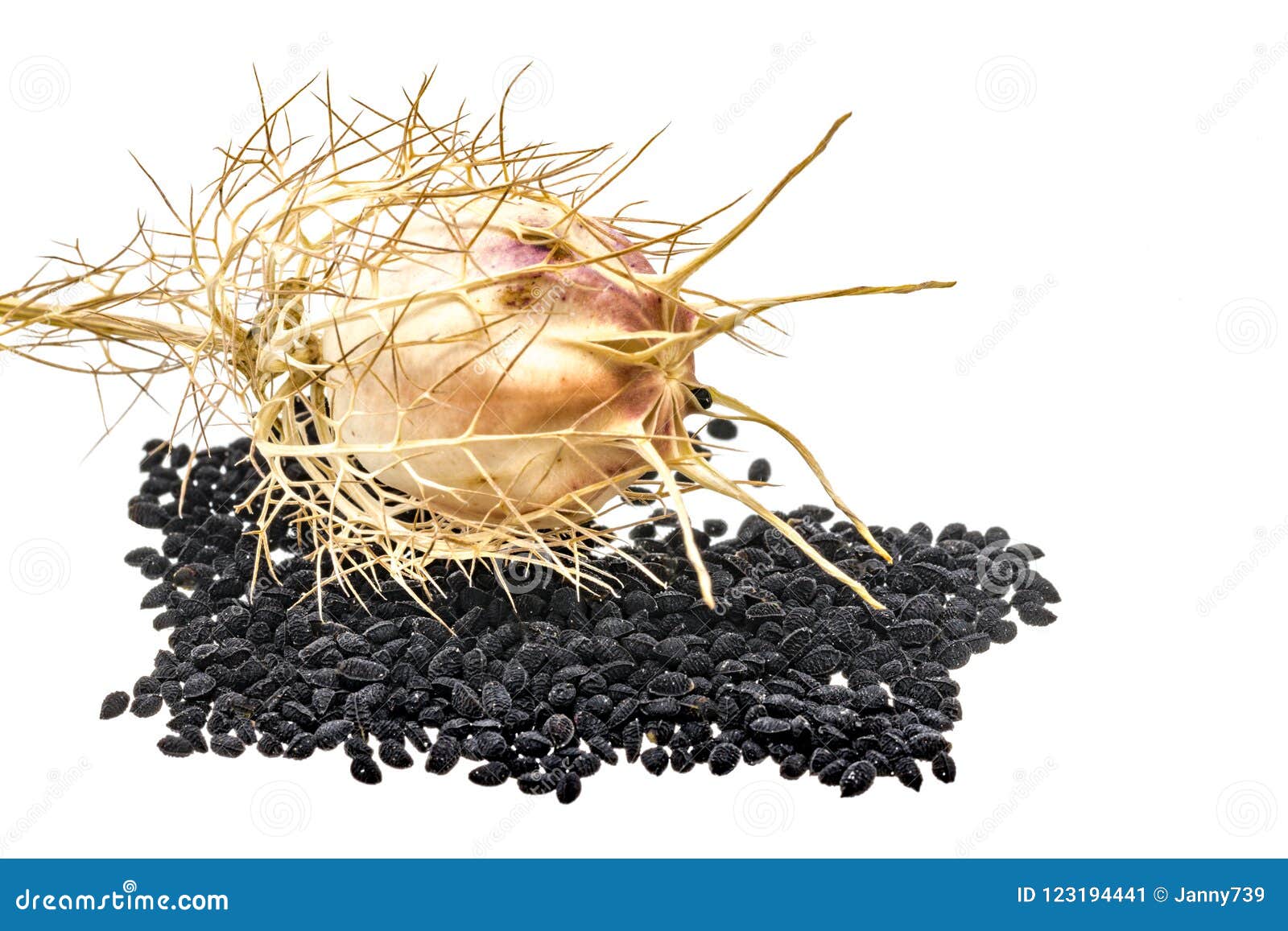 Black Cumin with Seed Pods and Leaves Stock Image - Image of herbal ...