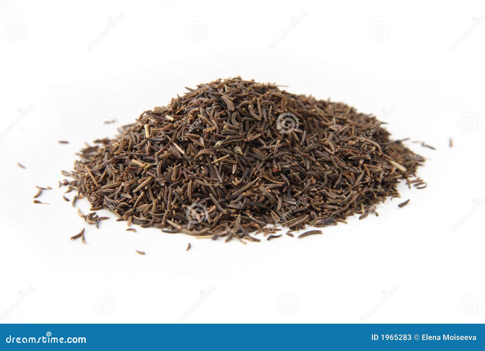 CUMIN Seeds Plant Jeera Tree Jira Farm Jeera Biz Fluffy Volume Bush Of ...