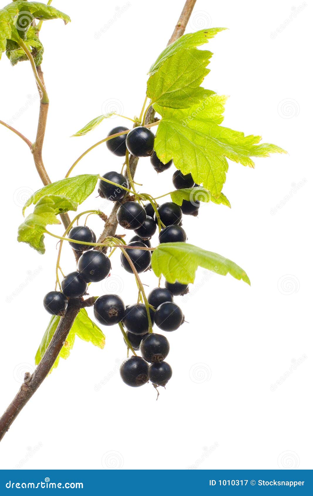 Black currant stock image. Image of currant, branch, currants - 1010317