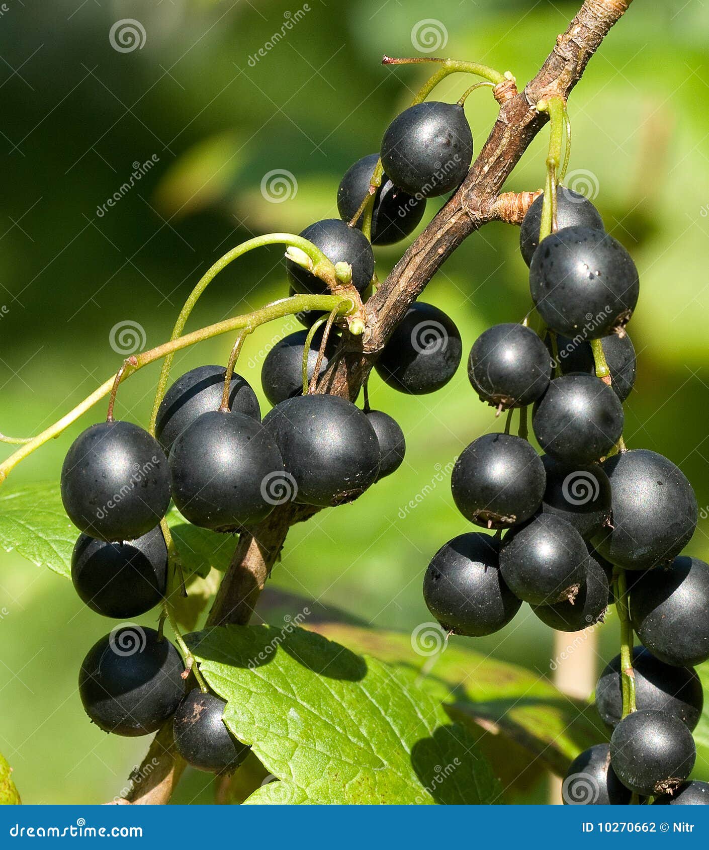 Black currant stock photo. Image of garden, organic, nutrition - 10270662