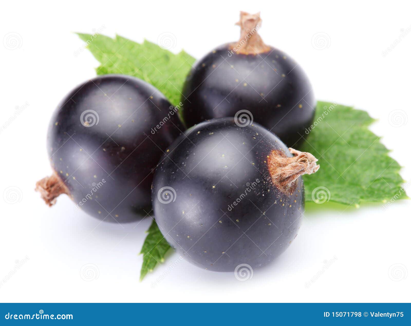 Black currant stock photo. Image of summer, isolated - 15071798