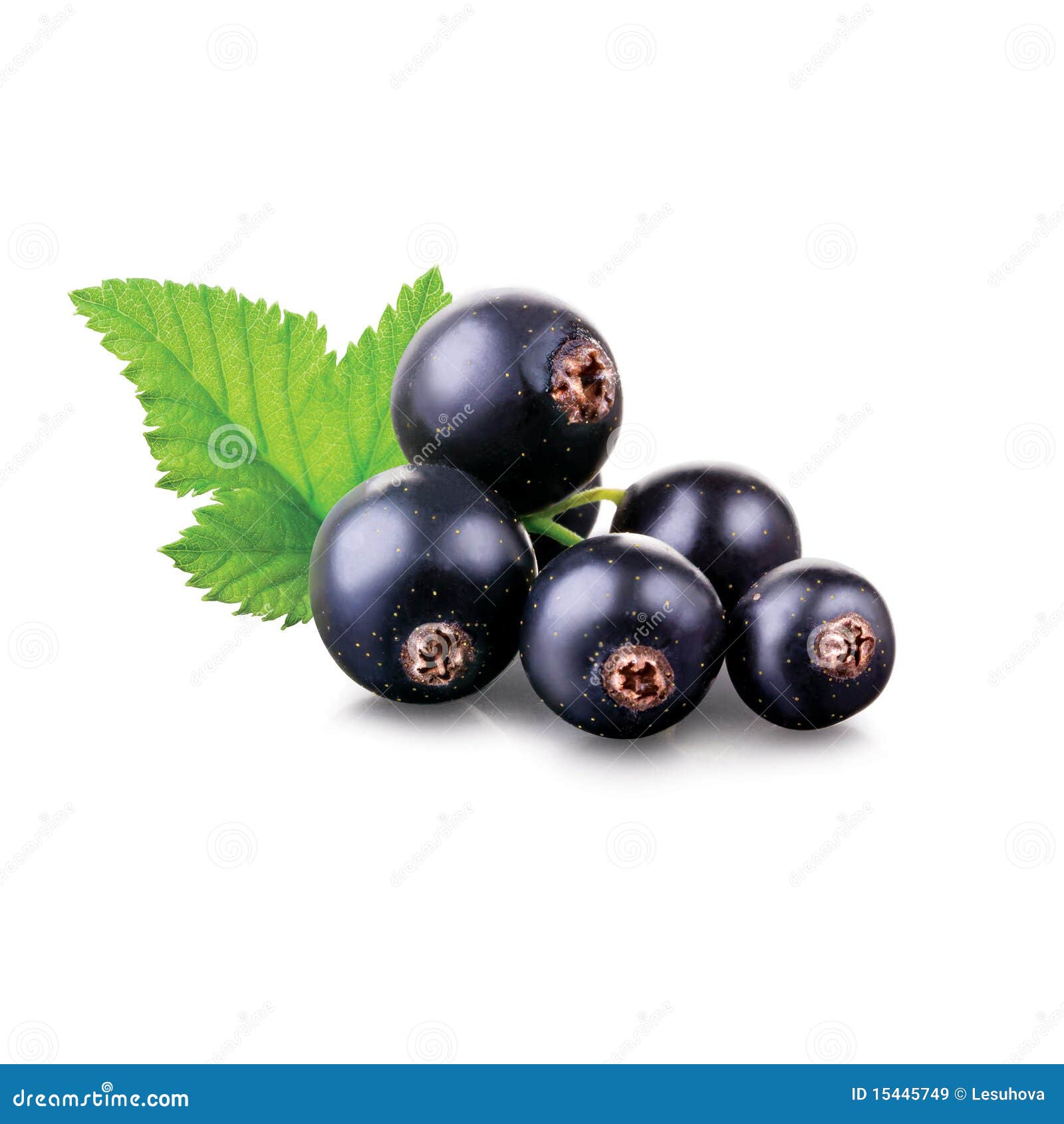 Black currant stock image. Image of lifestyle, green - 15445749