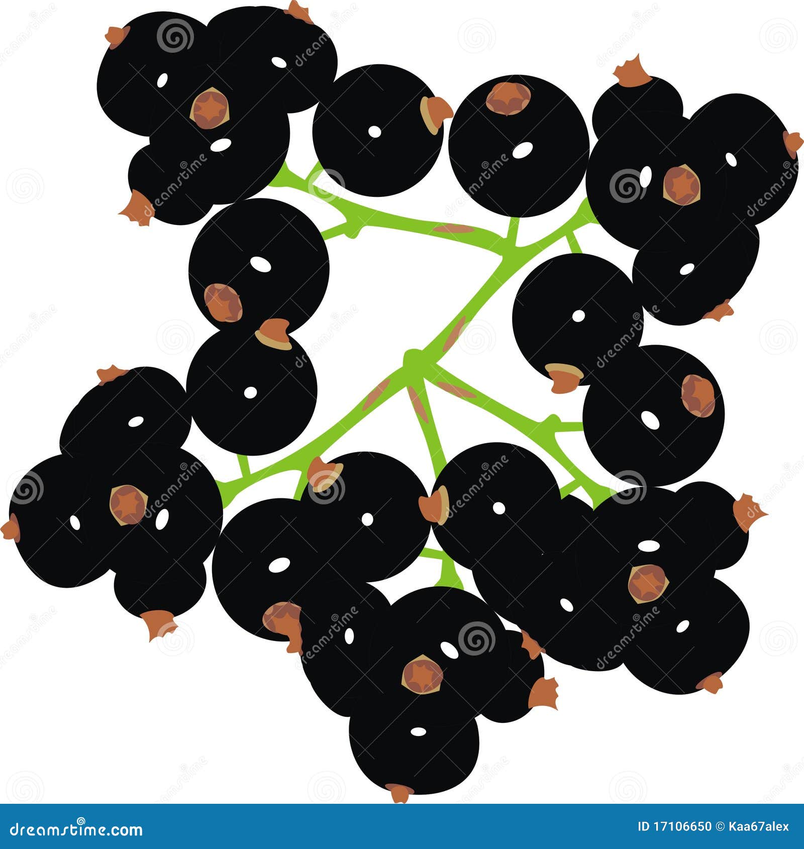 Black currant stock vector. Illustration of currant, juice - 17106650
