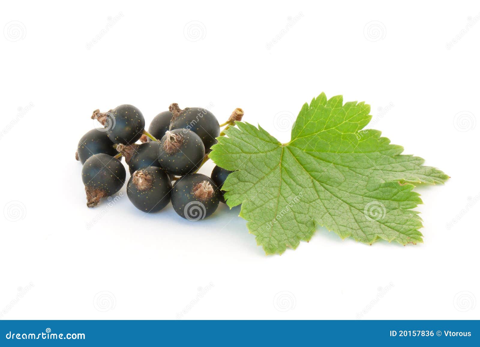Black currant stock photo. Image of leaf, branch, plant - 20157836