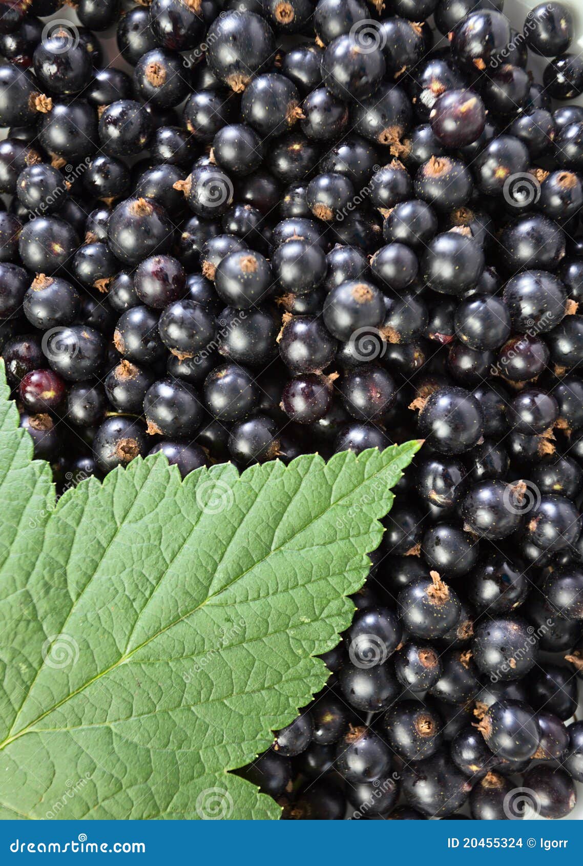 Black currant stock photo. Image of fresh, food, vitamin - 20455324