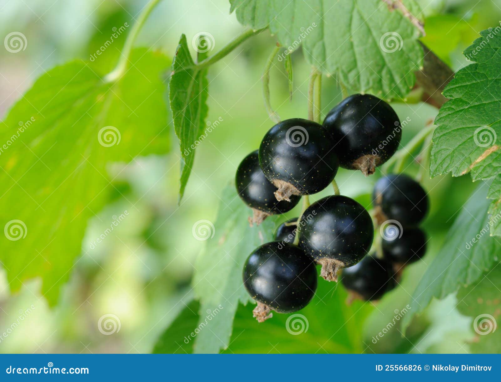 Black currant stock photo. Image of fresh, food, crops - 25566826
