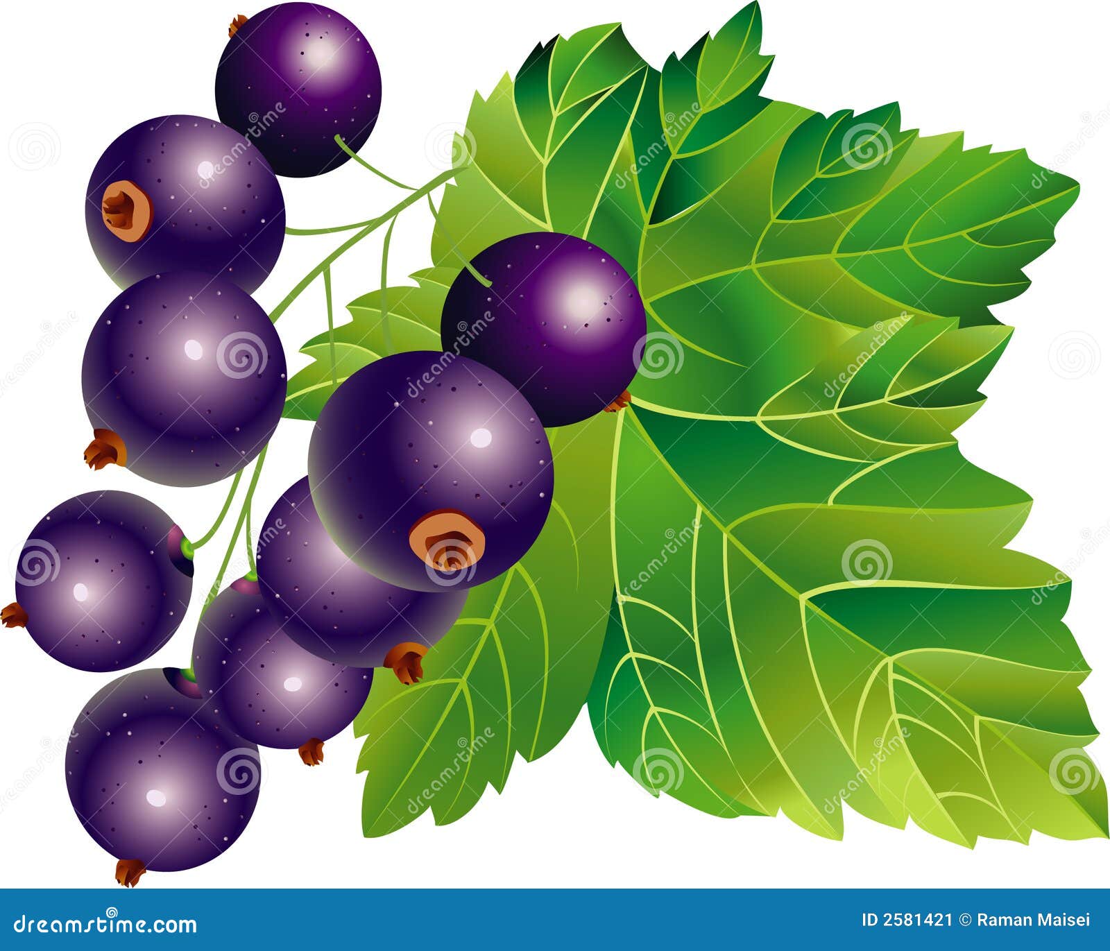 Black Currant Vector Drawing. Isolated Berry Branch Sketch On Wh ...