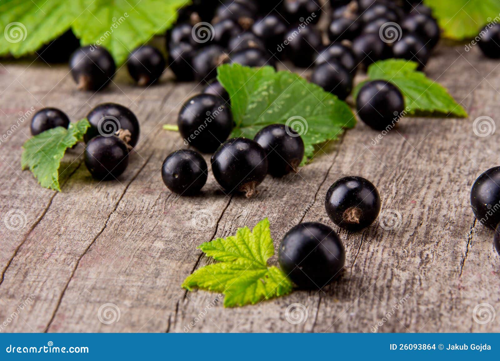 Black currant stock photo. Image of currant, eating, farm - 26093864