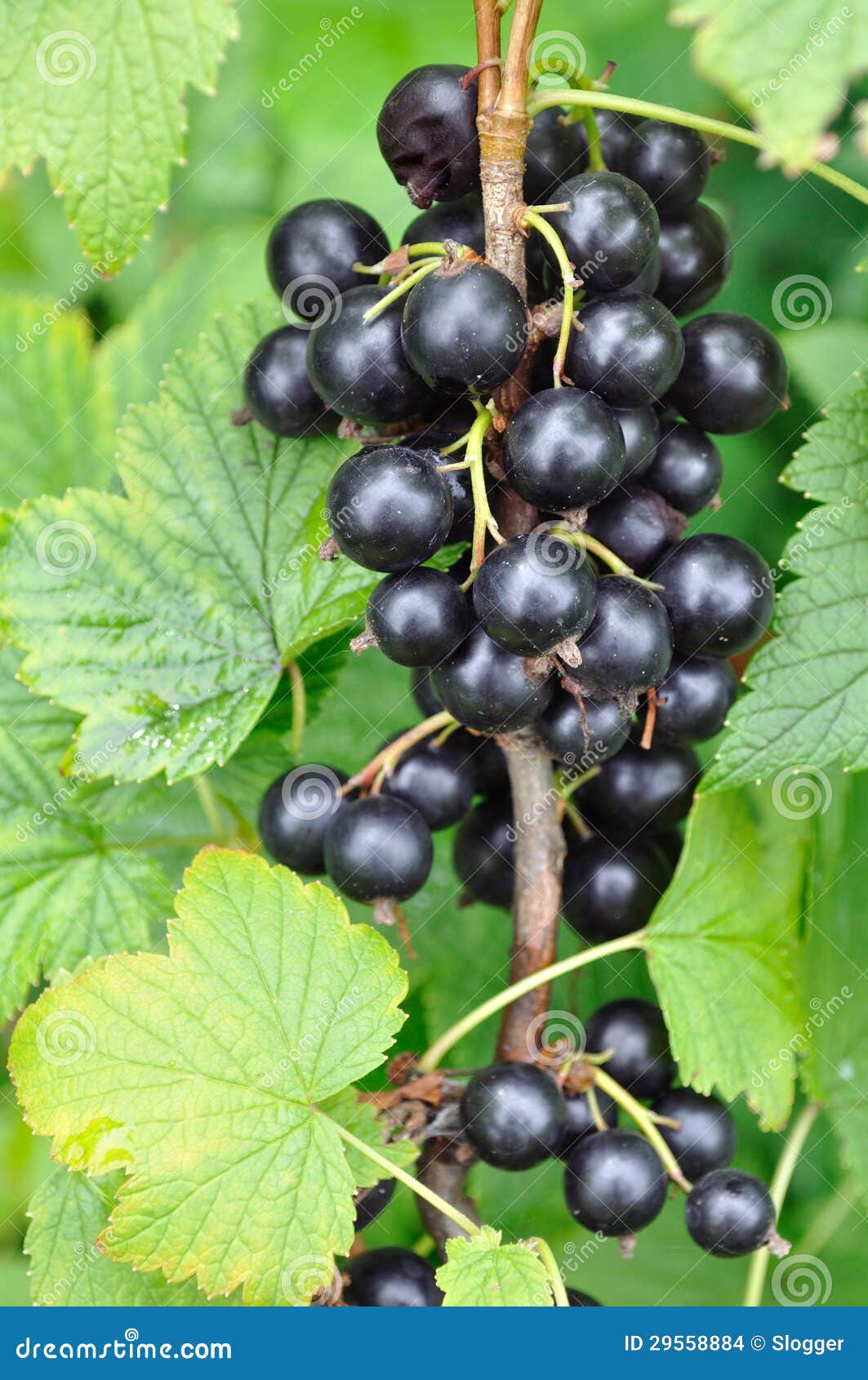 Black currant stock photo. Image of monoculture, closeup - 29558884