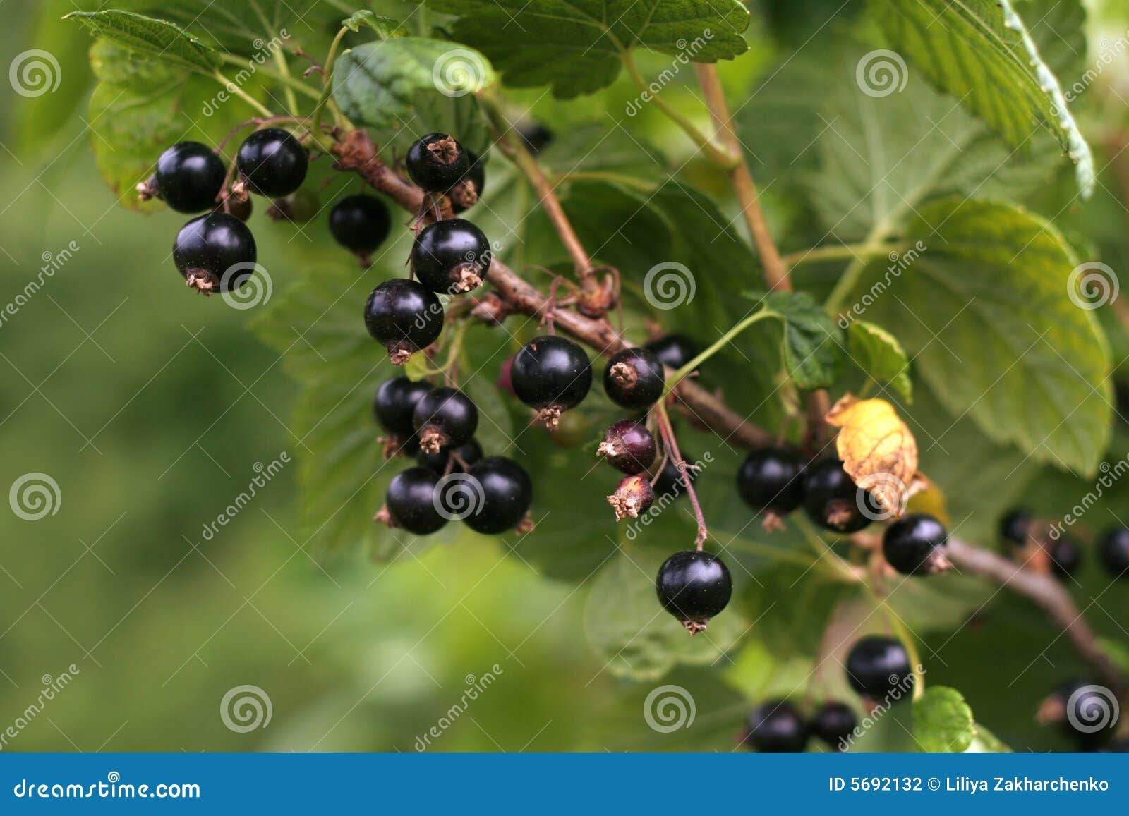 Black currant stock photo. Image of gourmet, delicious - 5692132