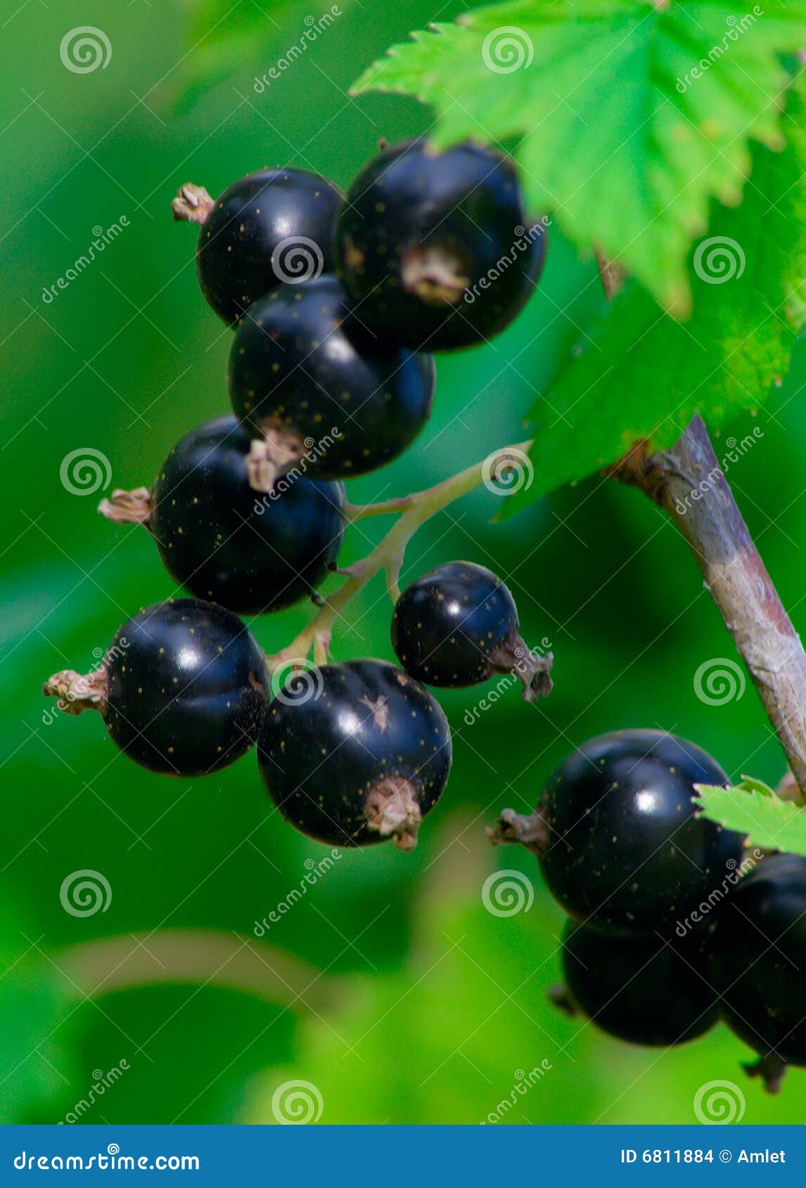 Black currant stock photo. Image of fruit, sugar, bush - 6811884
