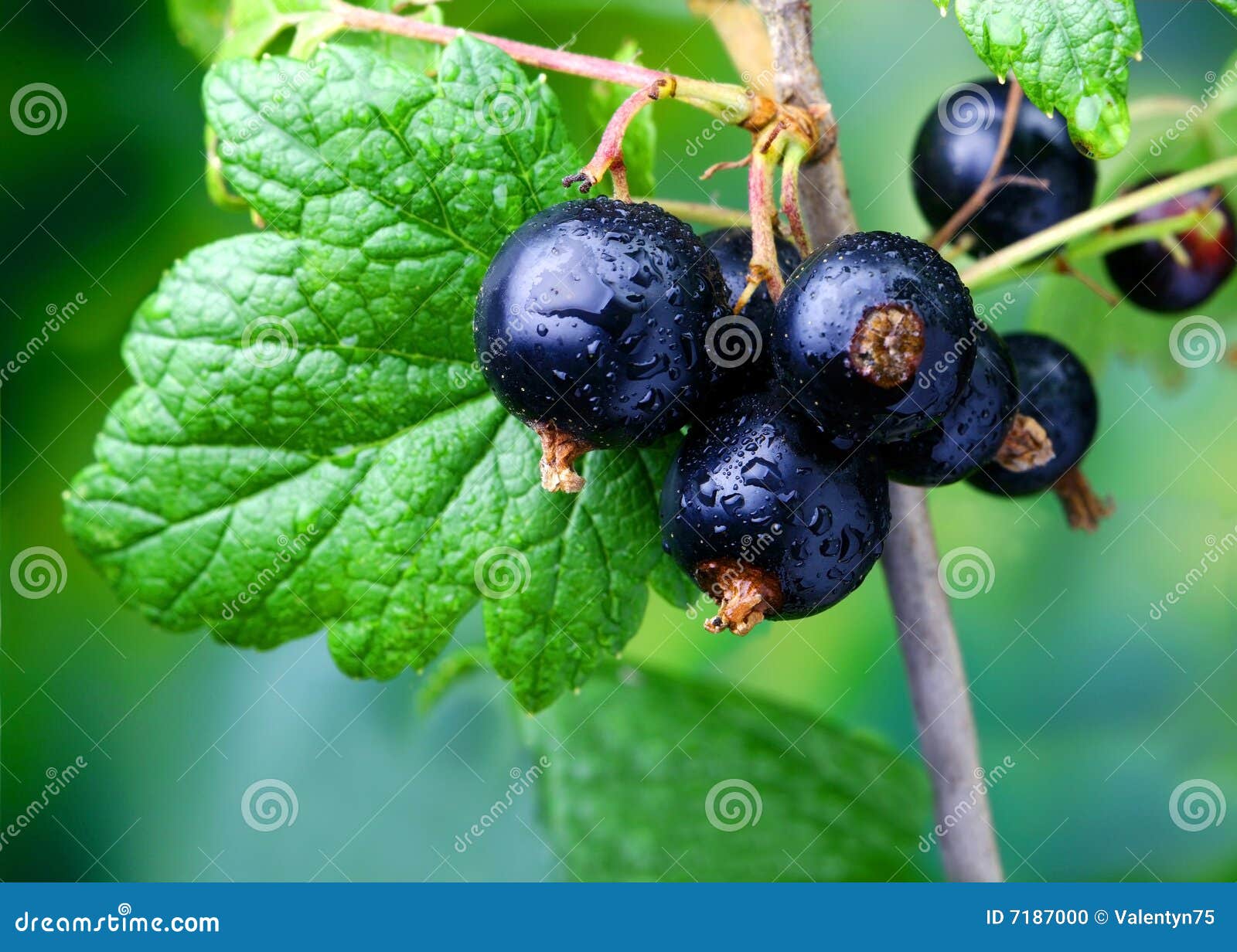 Black currant stock photo. Image of ecology, flora, group - 7187000