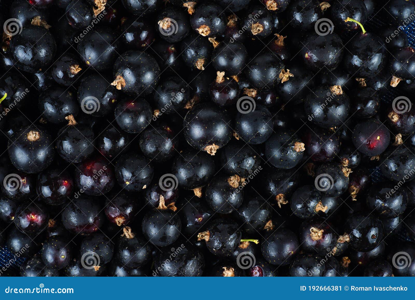 Black currant background stock image. Image of background - 192666381