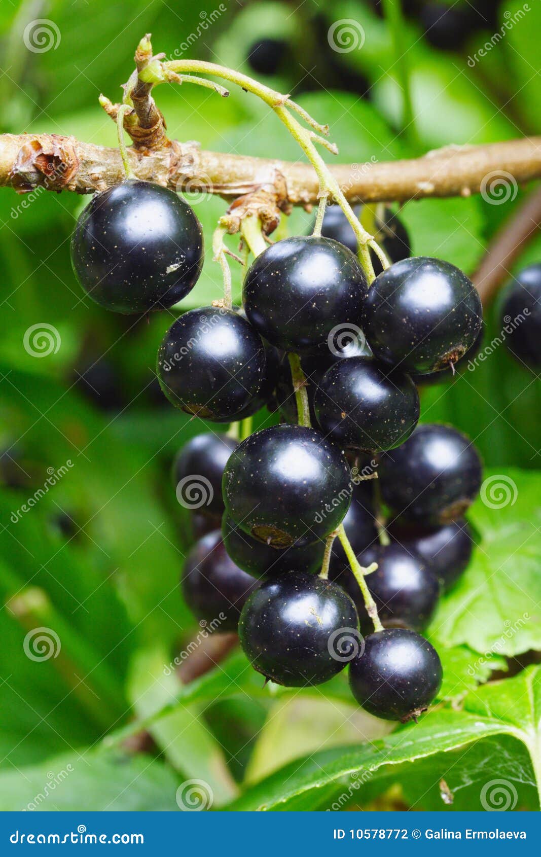 Black currant berries stock photo. Image of bunch, close - 10578772