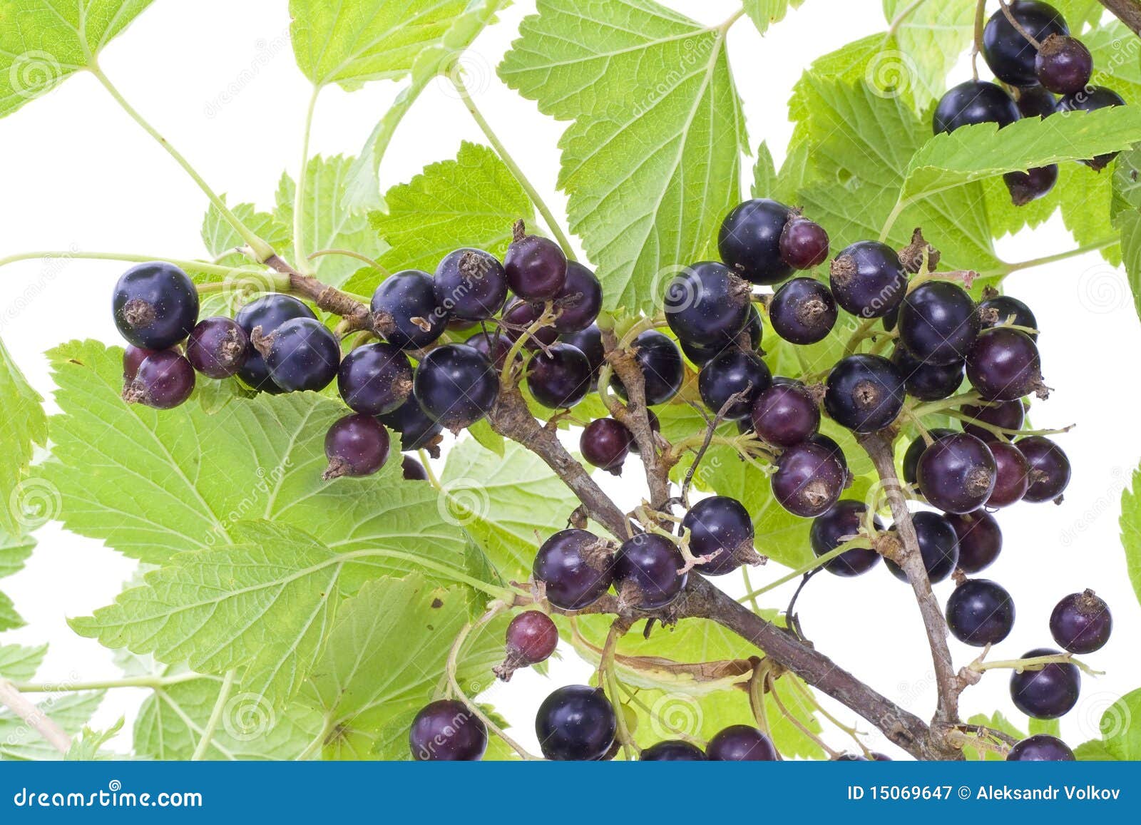 Black currant berries stock image. Image of gardening - 15069647