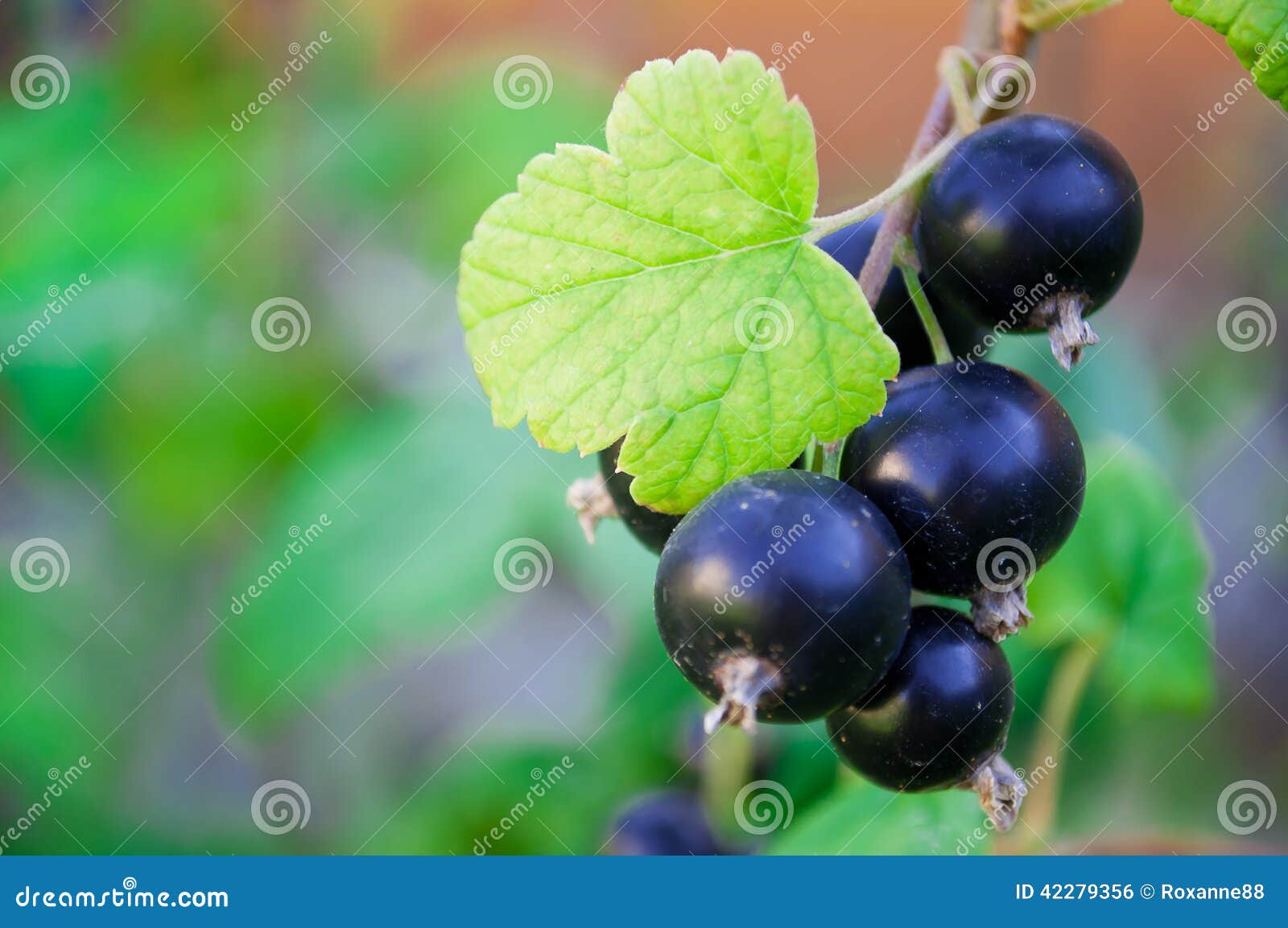 Black Currant Berries on a Branch Stock Photo - Image of black ...