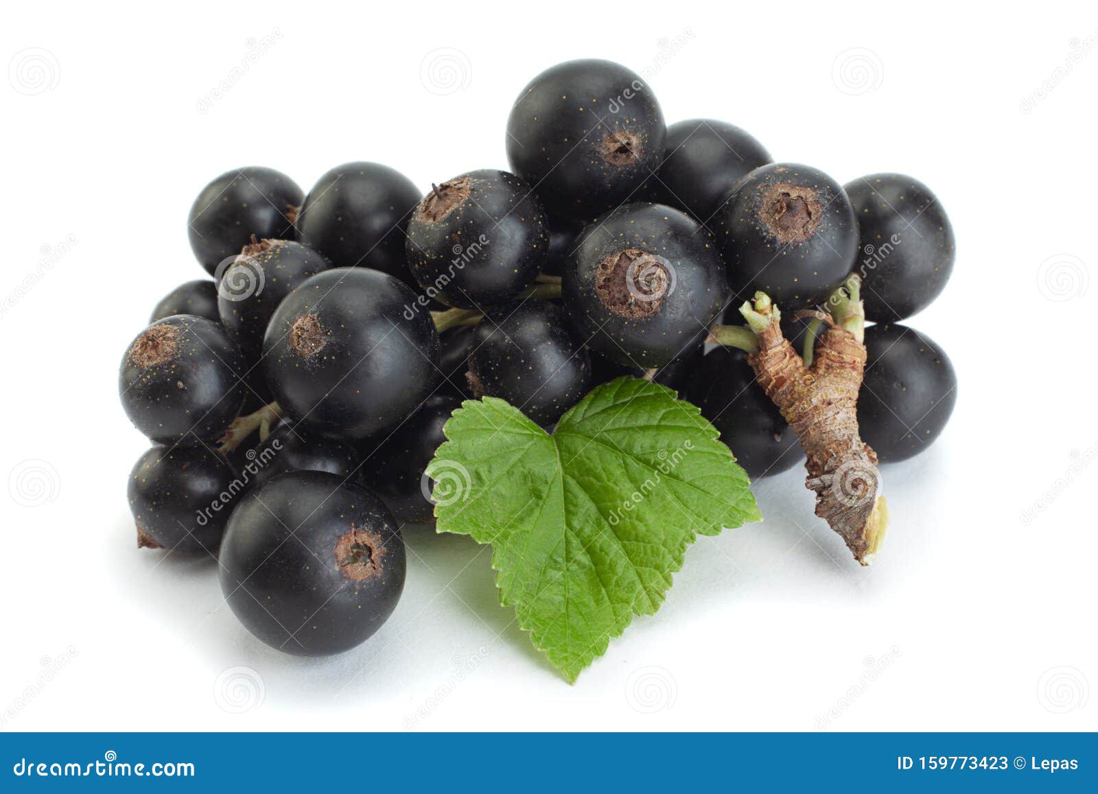 Black Currant Berries Closeup Stock Image - Image of fruit, white ...