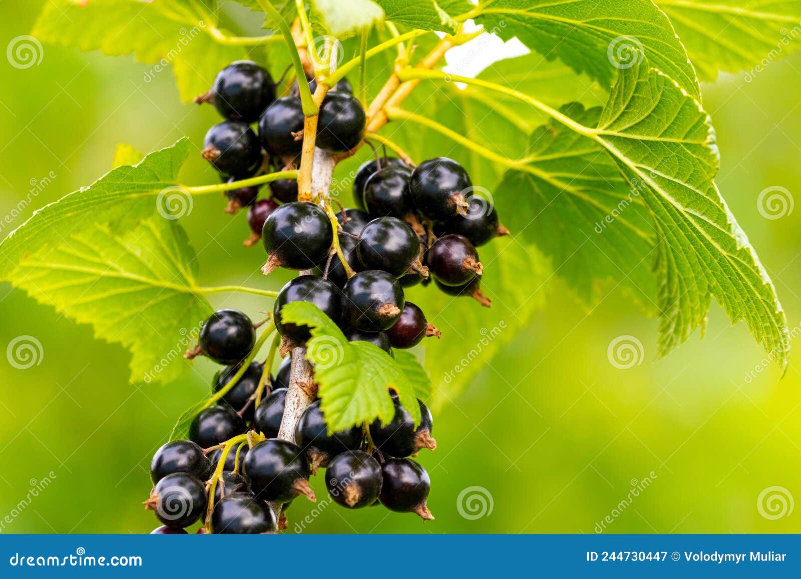 Black Currant Berries in the Garden on the Bush. Currant Harvest Stock ...