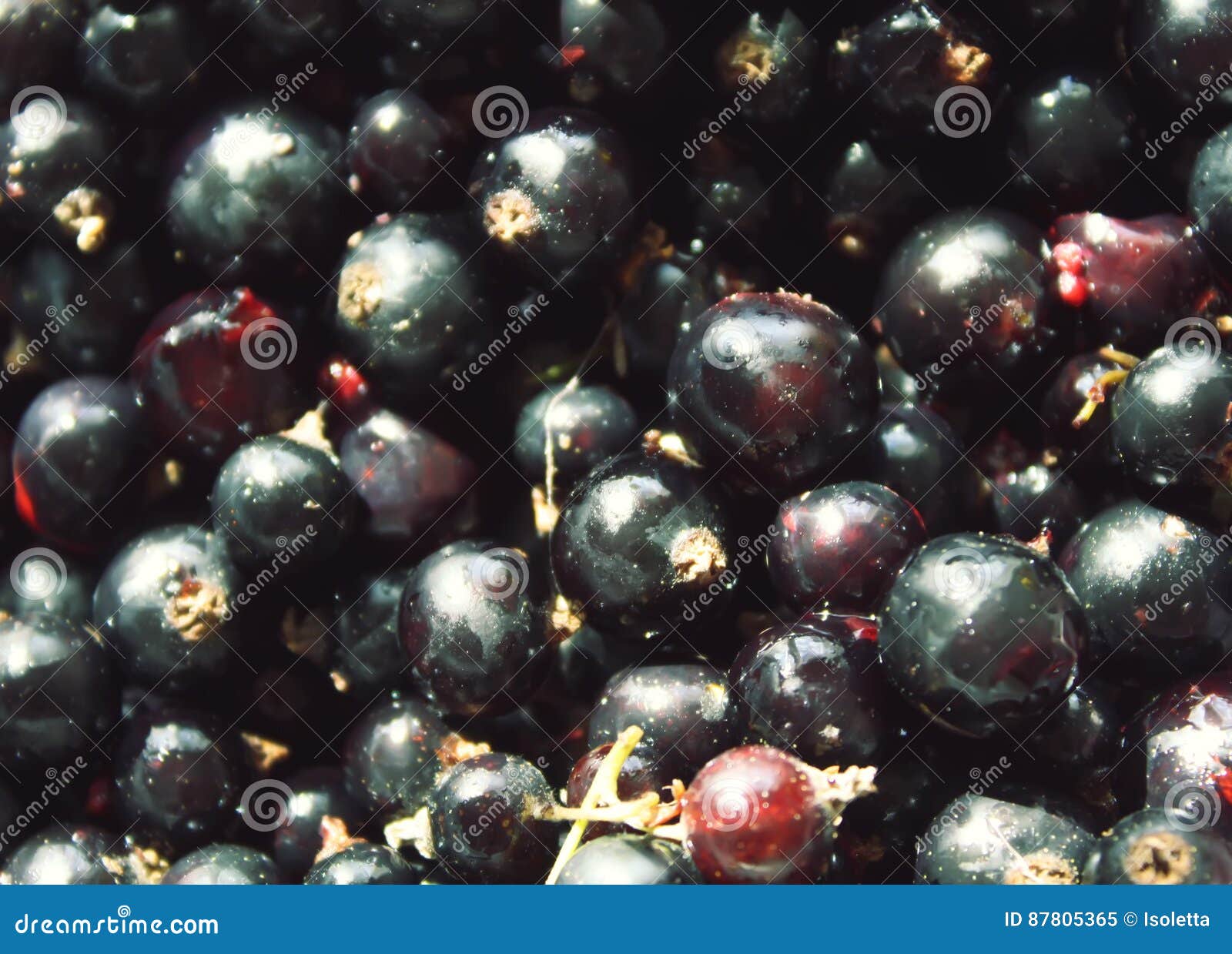 Black currant berries stock image. Image of black, healthy - 87805365