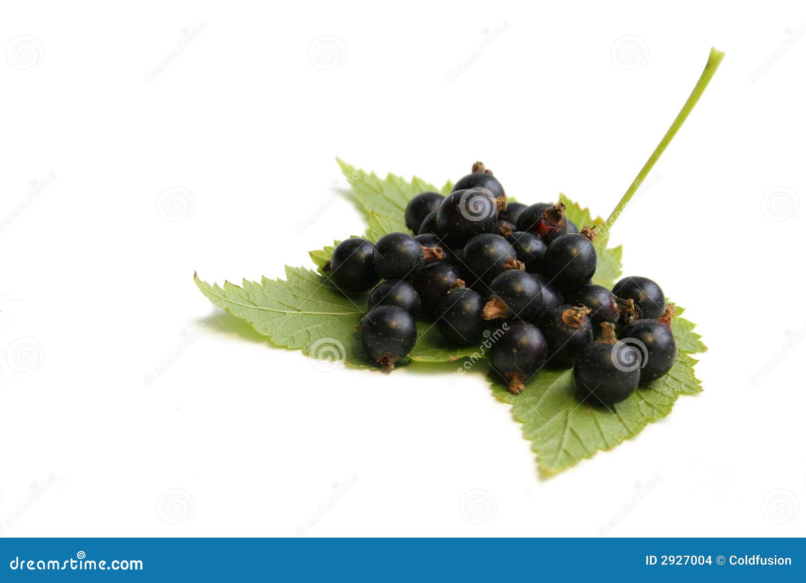 Black Currant Berry on Leaf Stock Photo - Image of color, health: 2927004