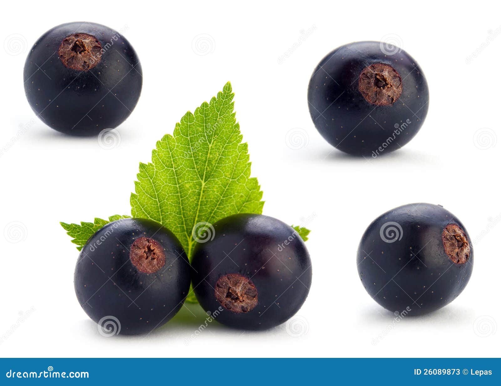 Black currant berry set stock image. Image of berry, plant - 26089873
