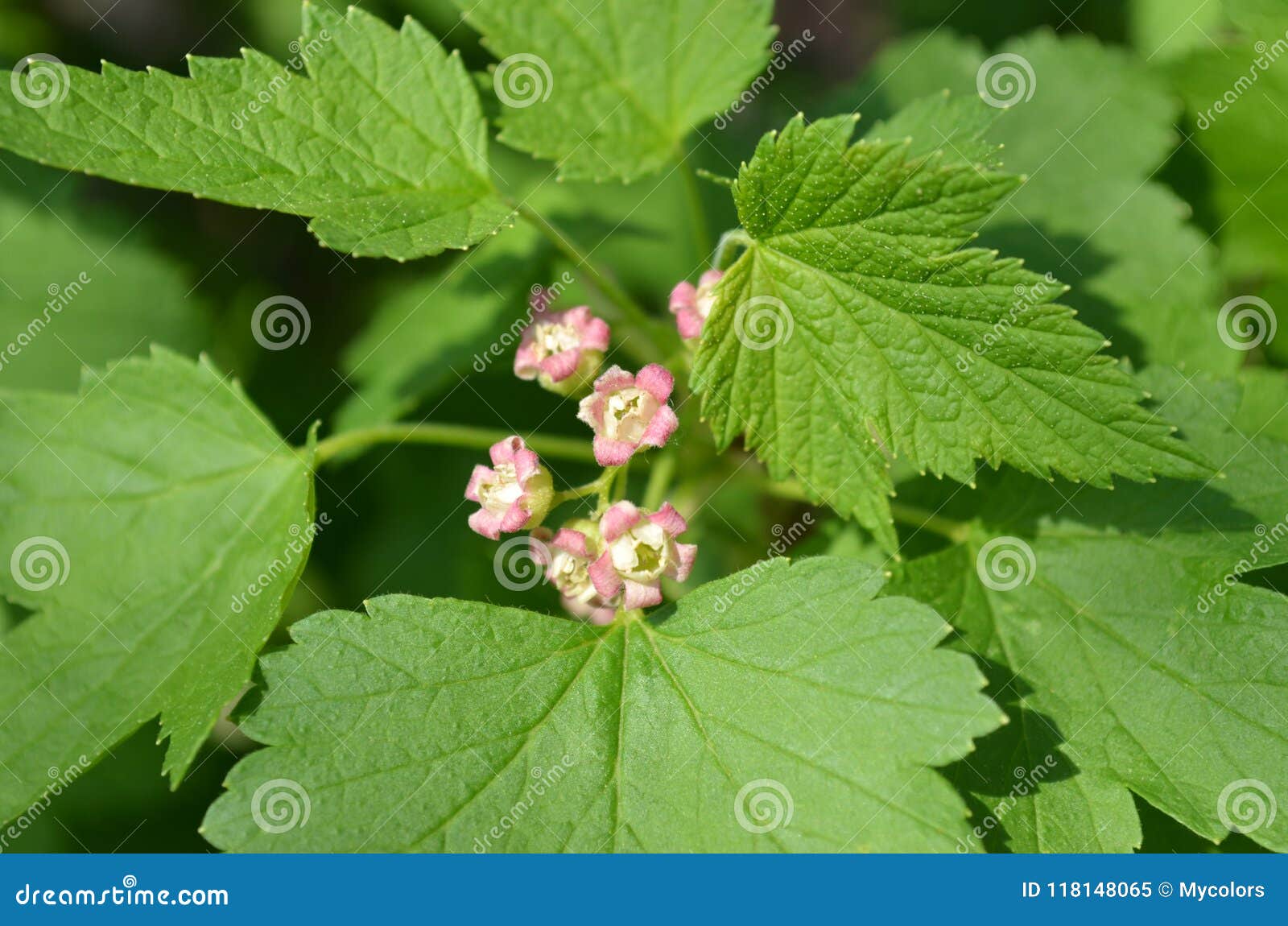 Black Currant Blooms in the Garden Stock Image - Image of berry ...