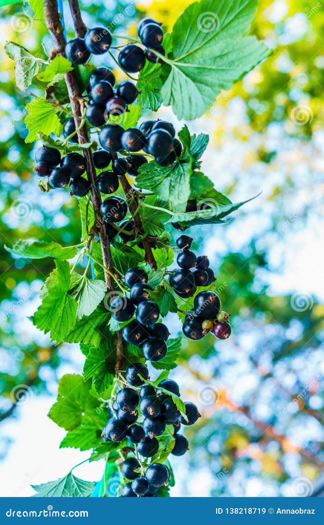 Black Currant Branch with Berries in the Garden Stock Image - Image of ...