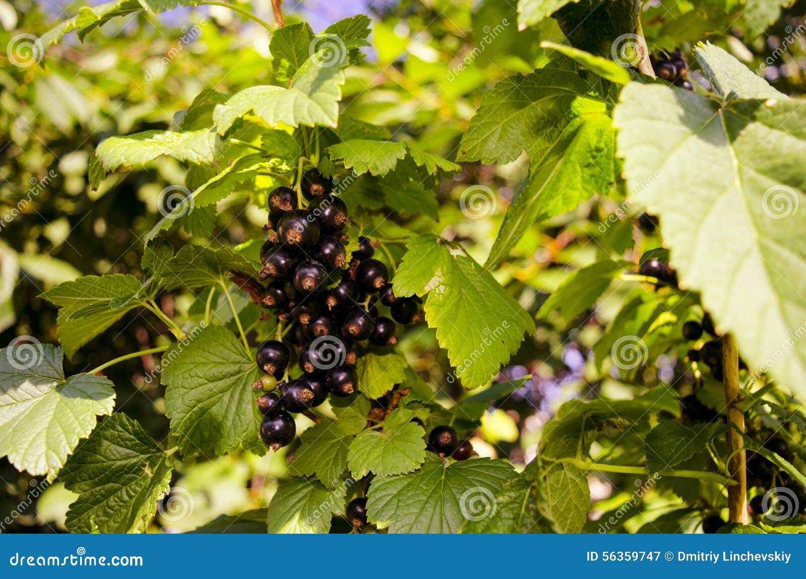 Black Currant Branch in the Garden Stock Image - Image of natural ...