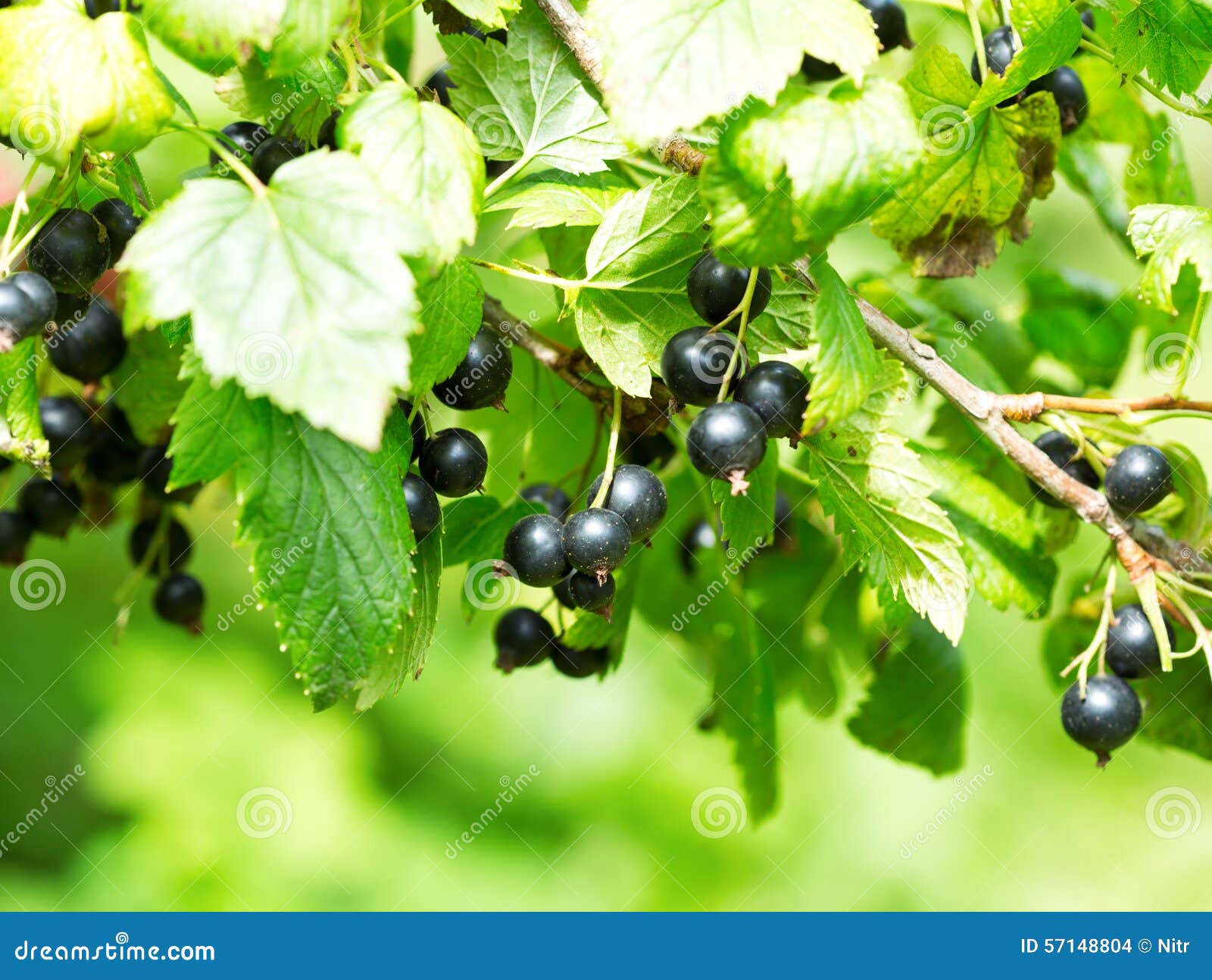 Black currant stock photo. Image of vegetarian, branch - 57148804
