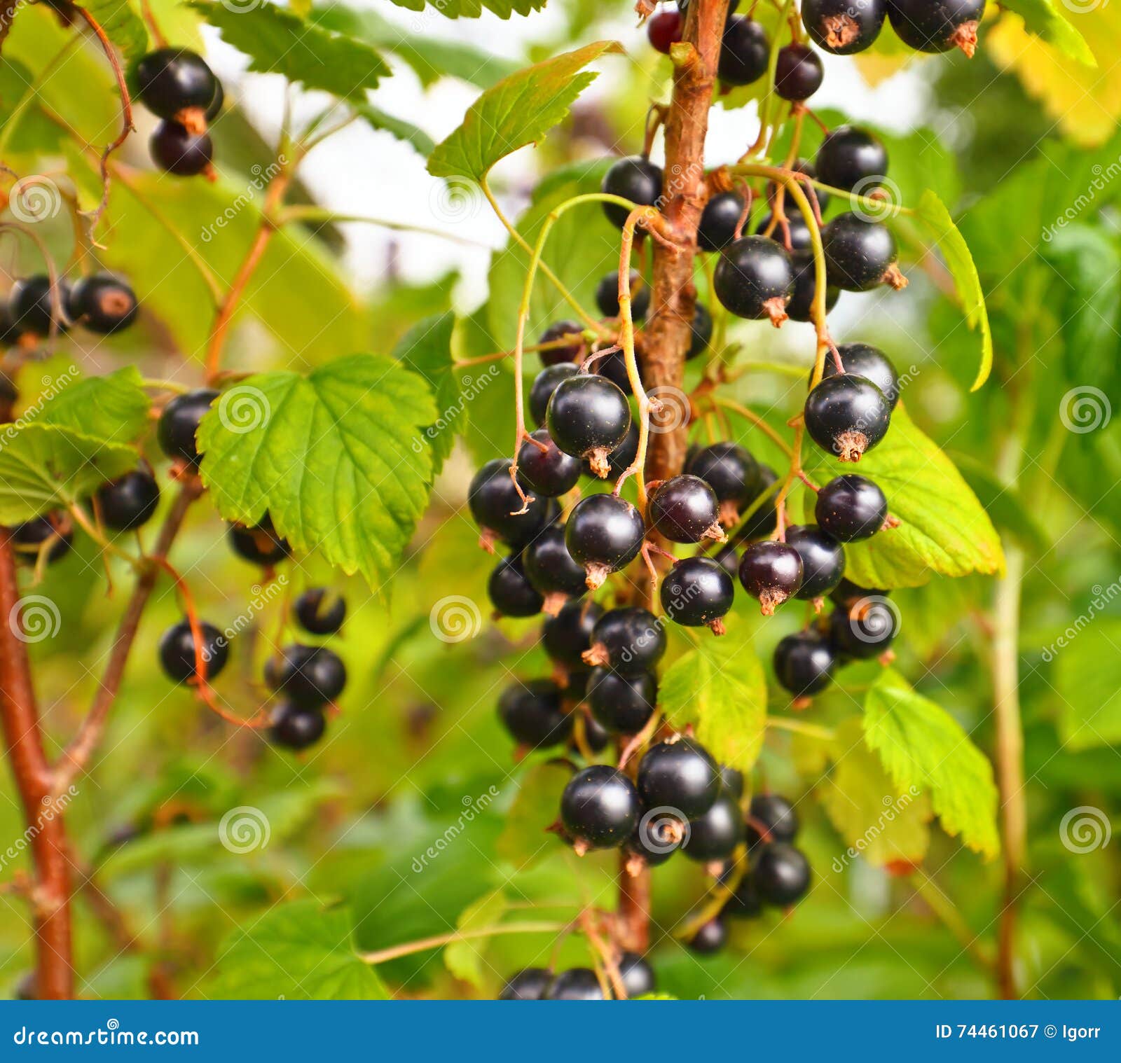 Black Currant on a Branch in Garden Stock Image - Image of crop, violet ...