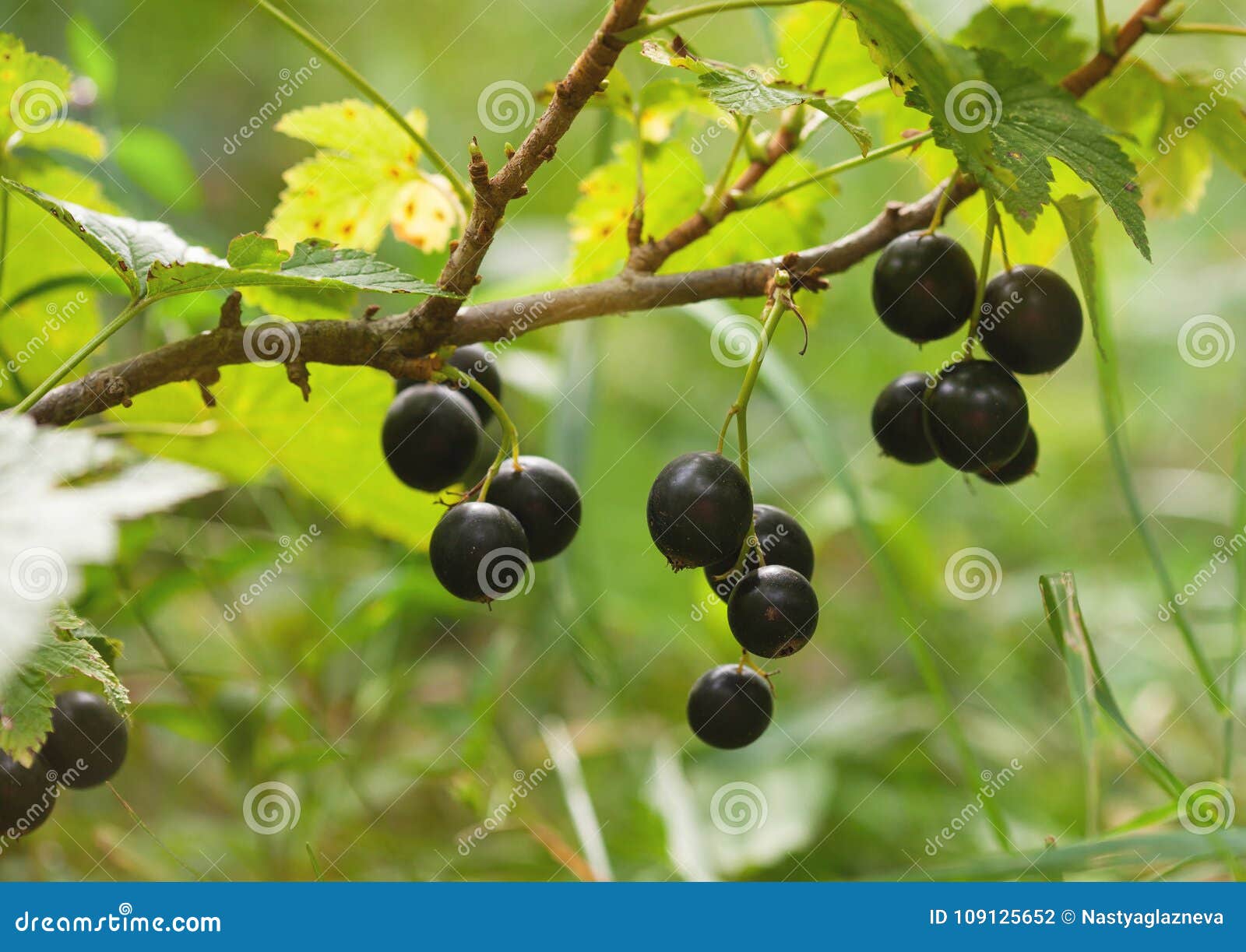 Black Currant on a Branch, Horizontally Stock Photo - Image of ...