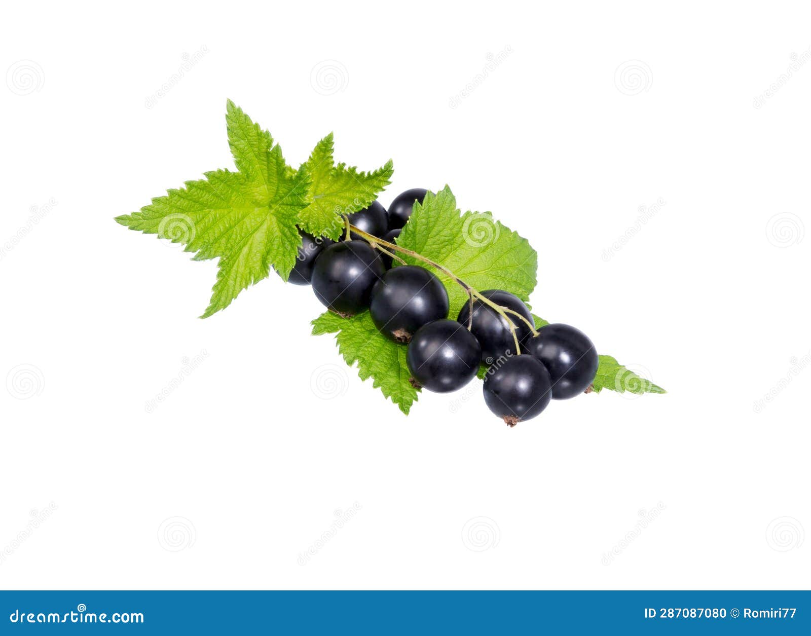 Black currant branch stock photo. Image of fresh, background - 287087080